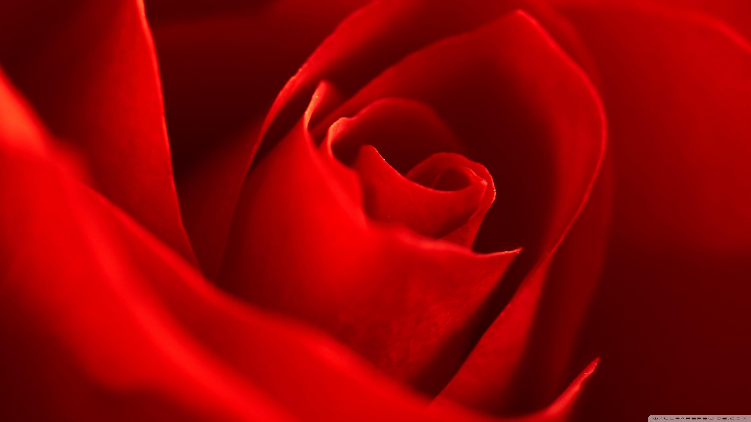 Beautiful Red Rose Wallpapers - Top Free Beautiful Red Rose Backgrounds ...