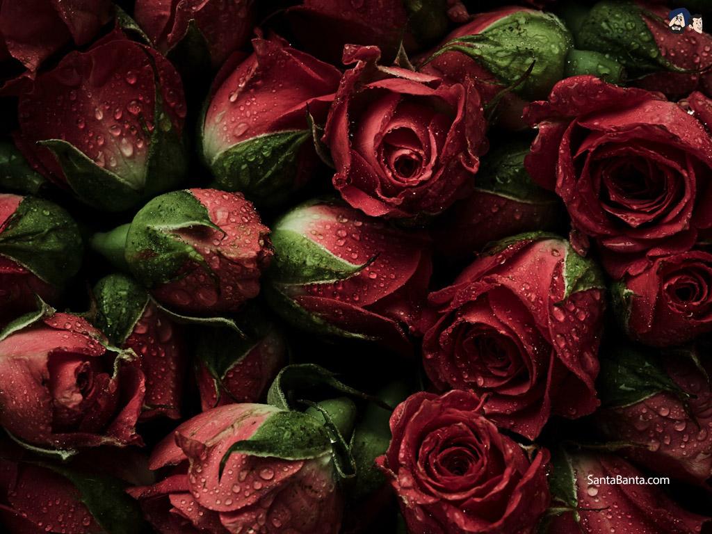 Beautiful Red Rose Wallpapers - Top Free Beautiful Red Rose Backgrounds ...