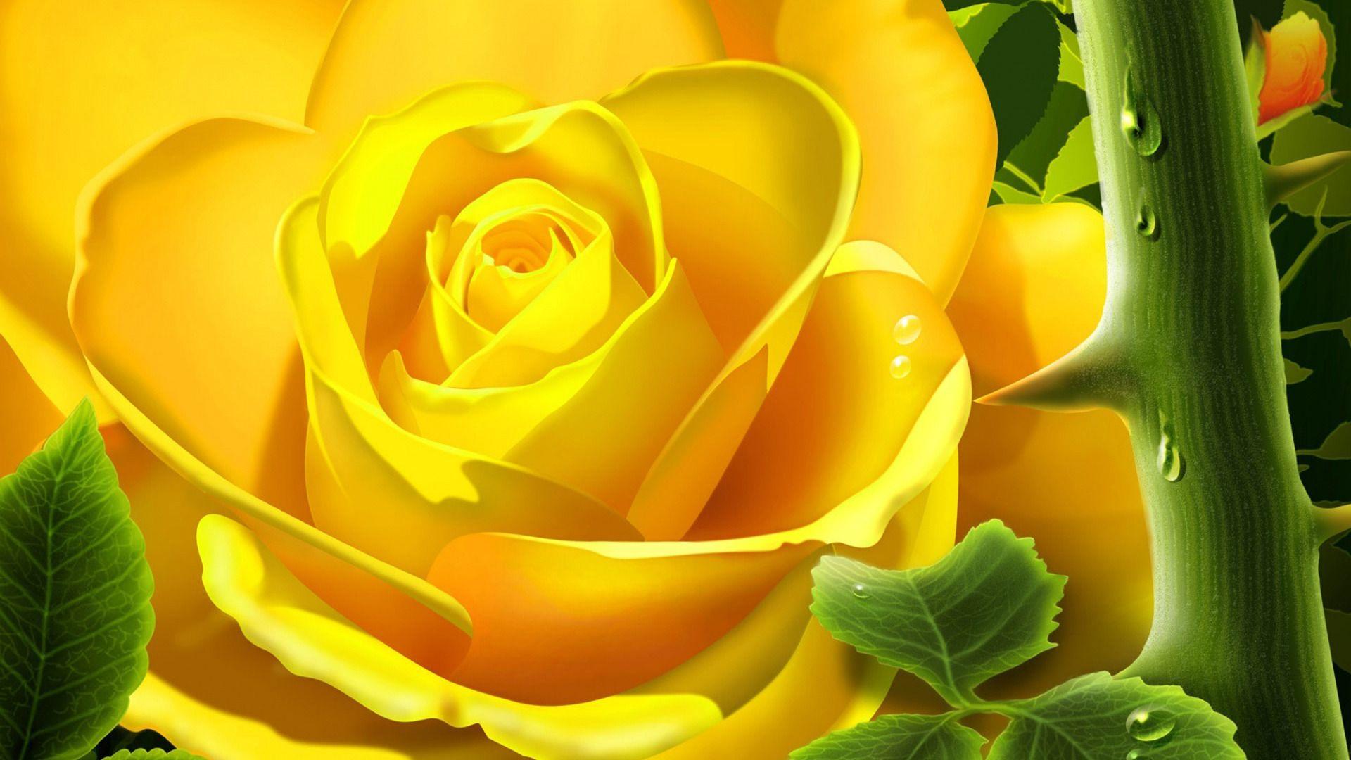Yellow Roses Romantic Wallpapers - Top Free Yellow Roses Romantic ...