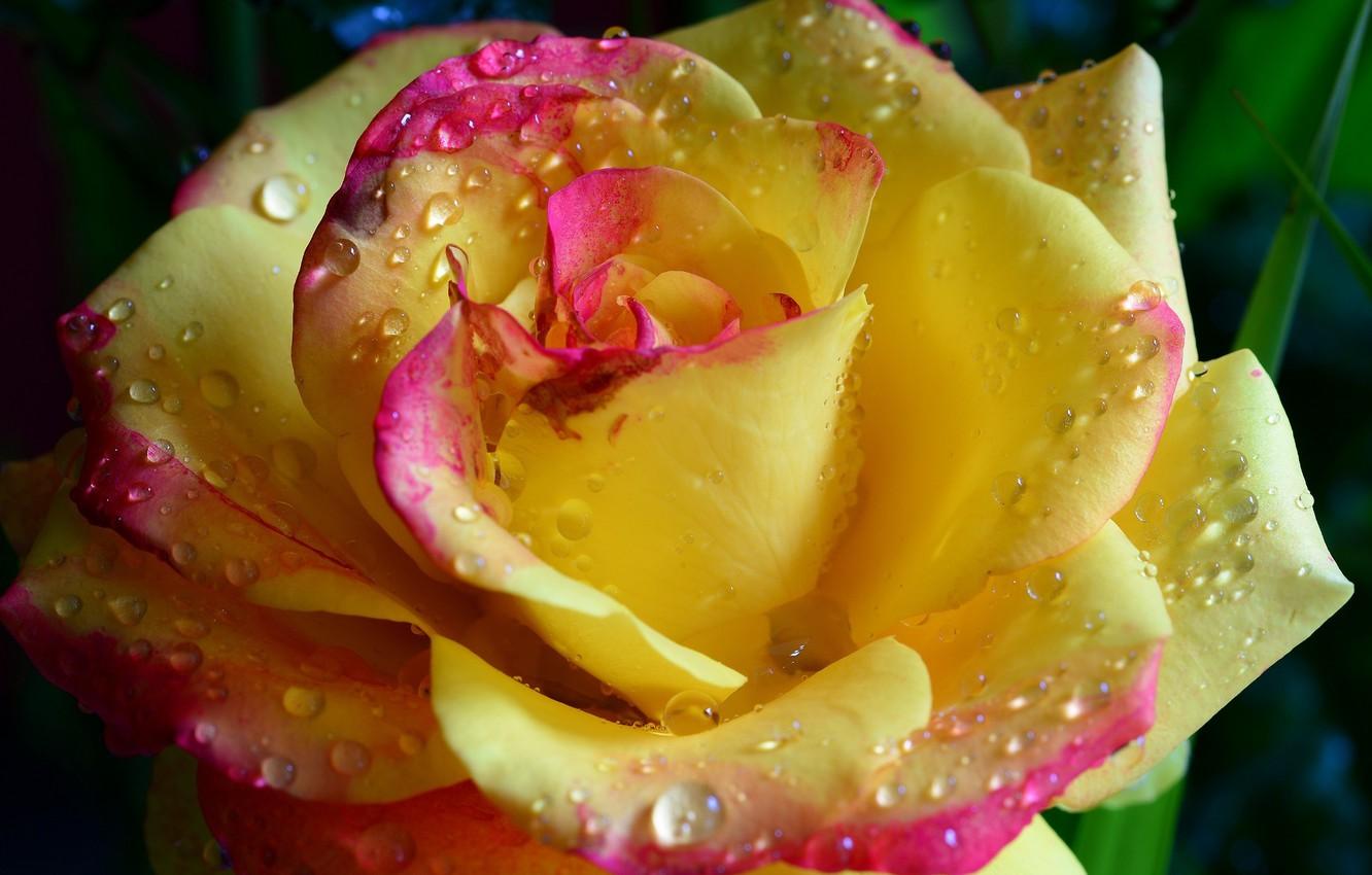 Yellow Roses Romantic Wallpapers - Top Free Yellow Roses Romantic ...