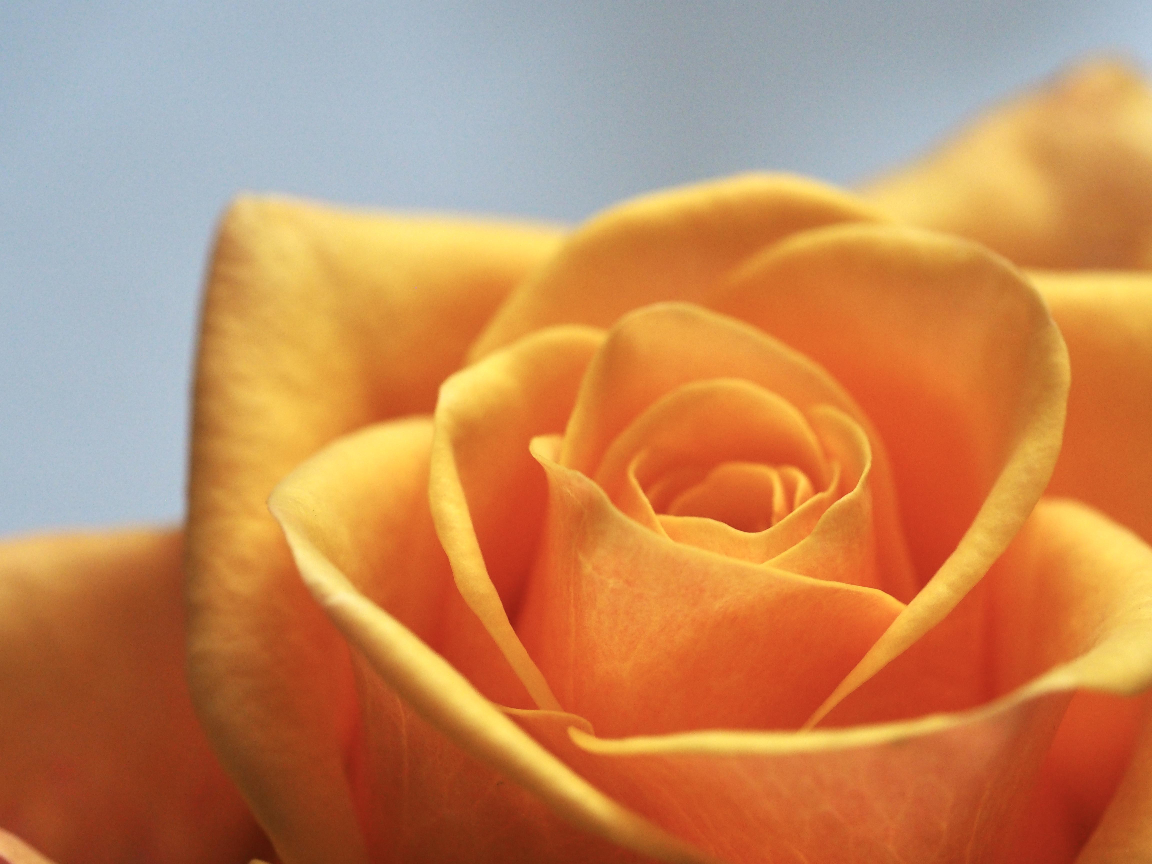 Yellow Roses Romantic Wallpapers - Top Free Yellow Roses Romantic ...
