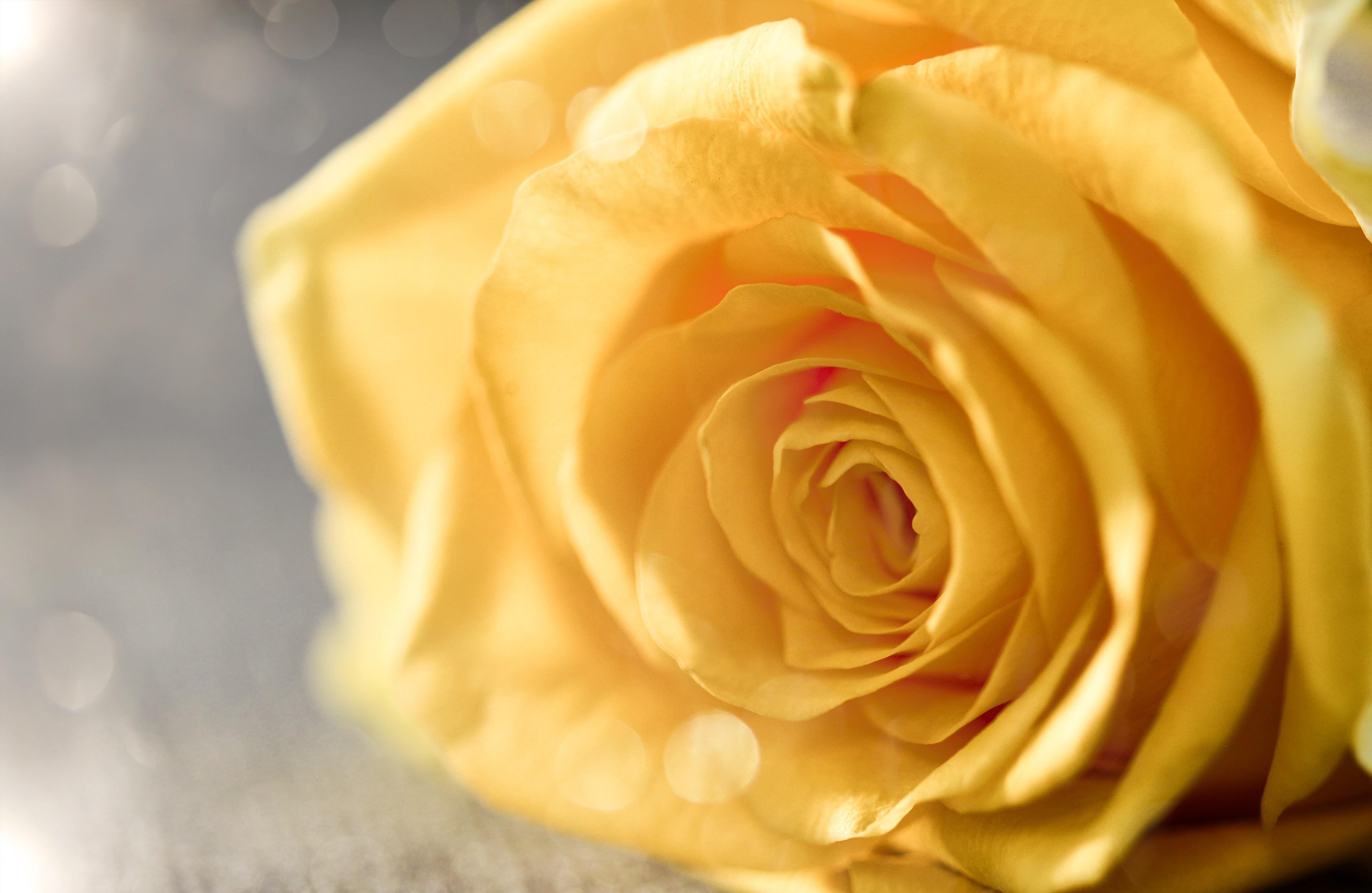 Yellow Roses Romantic Wallpapers - Top Free Yellow Roses Romantic ...