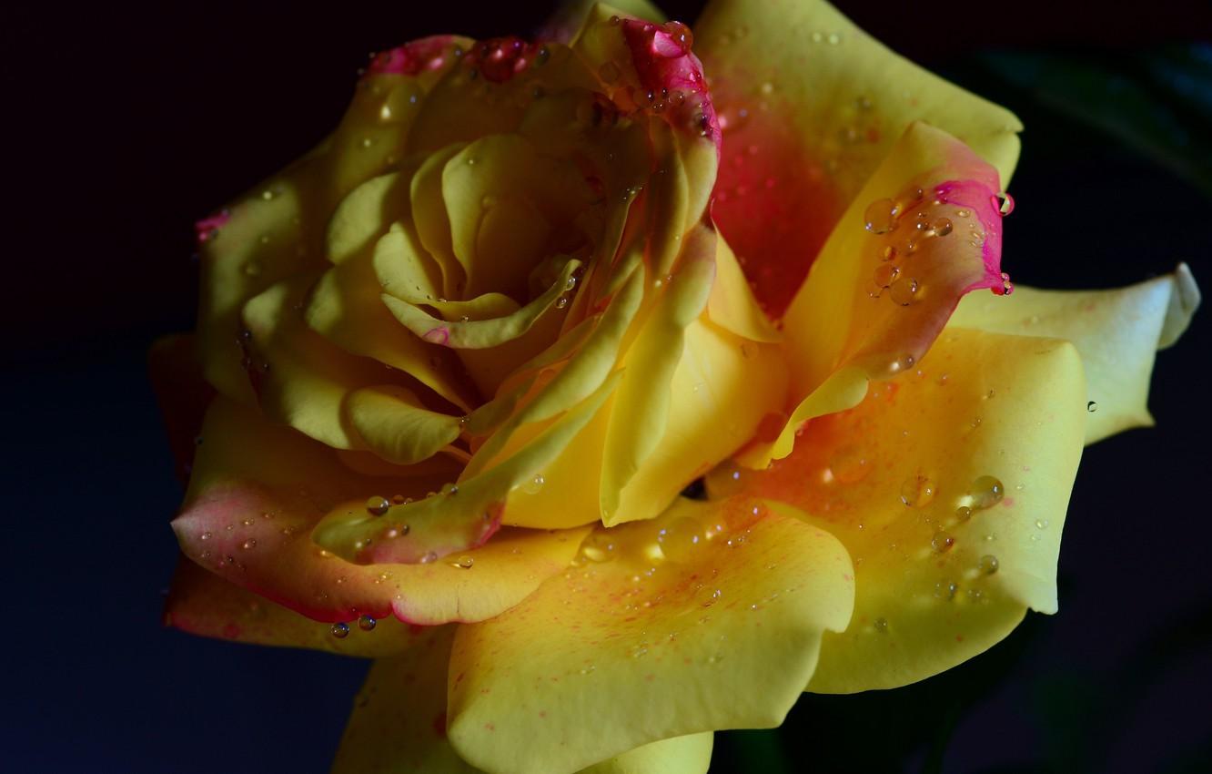 Yellow Roses Romantic Wallpapers - Top Free Yellow Roses Romantic ...