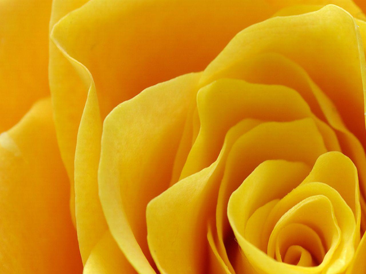 Yellow Roses Romantic Wallpapers - Top Free Yellow Roses Romantic ...