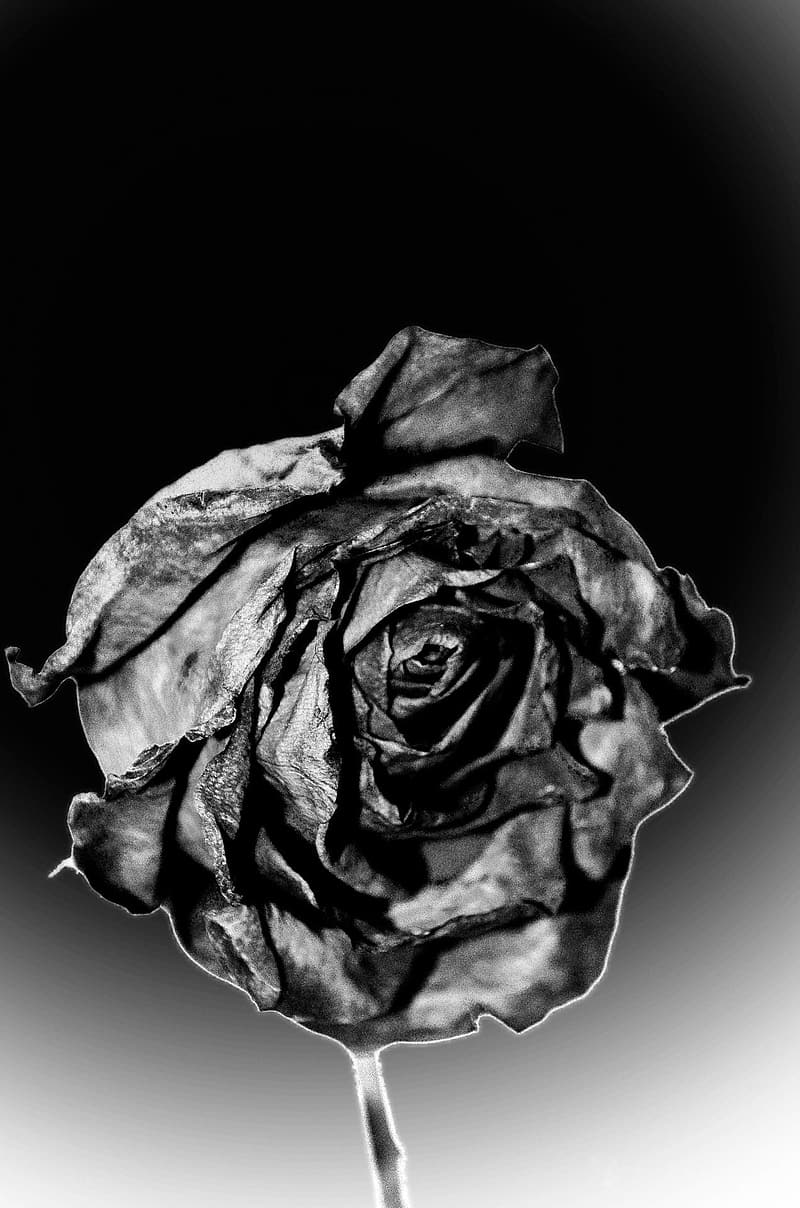 Dying Rose Wallpapers - Top Free Dying Rose Backgrounds - WallpaperAccess