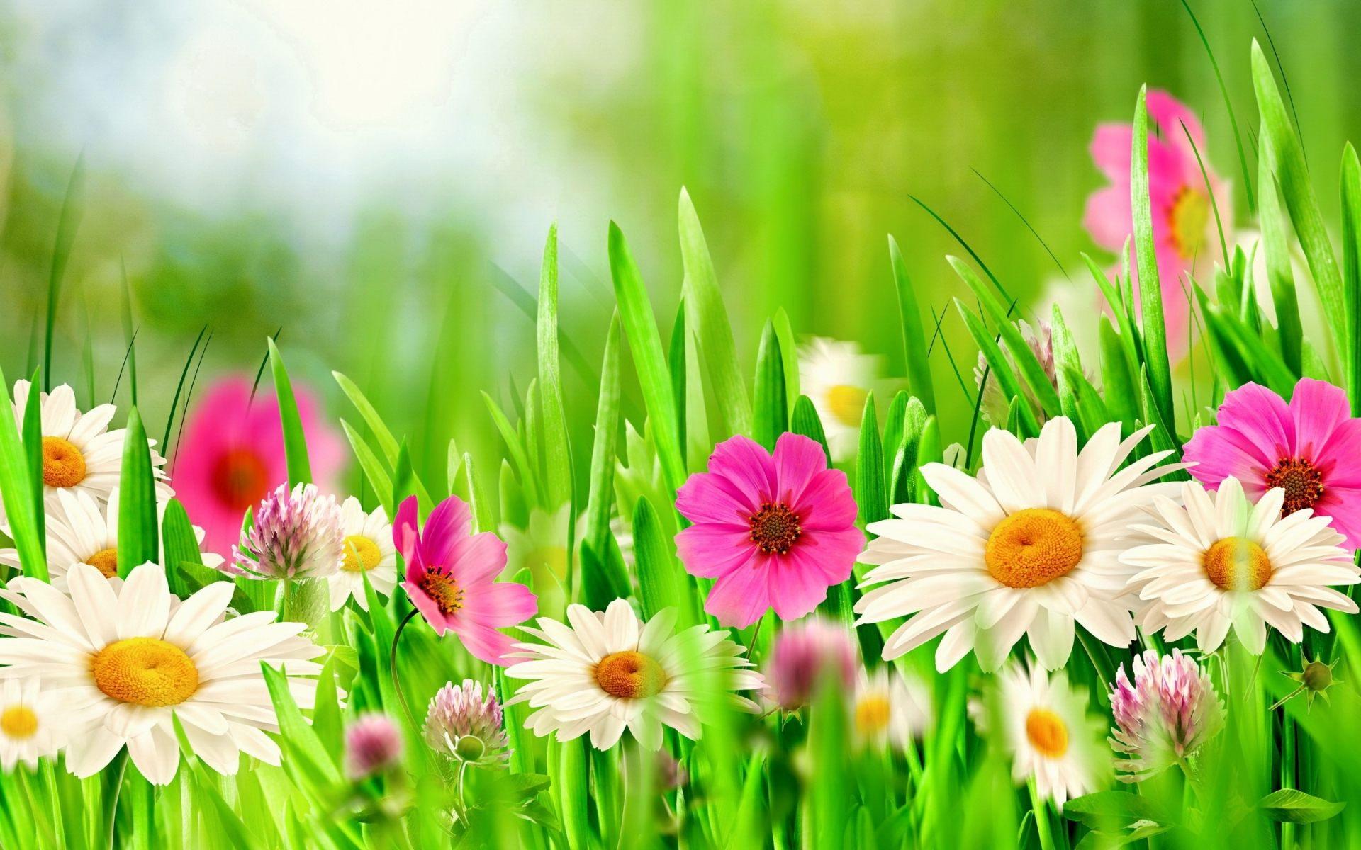 Green Spring Wallpapers - Top Free Green Spring Backgrounds ...