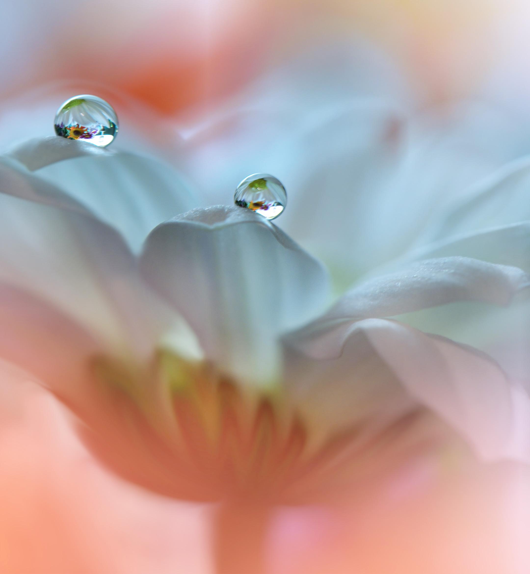 Huawei Honor 8X Wallpapers - Top Free Huawei Honor 8X Backgrounds ...