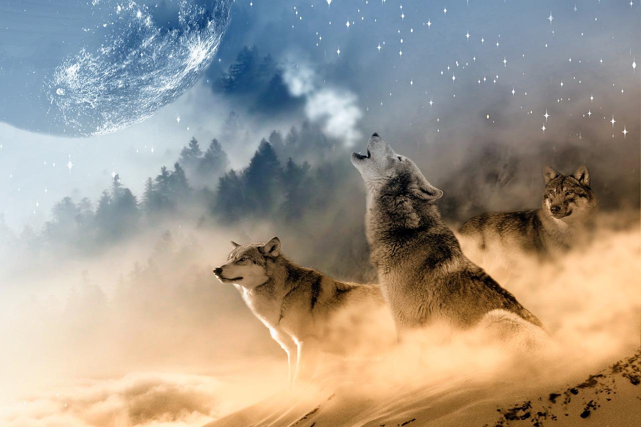 Wolves Howling Wallpapers Top Free Wolves Howling Backgrounds
