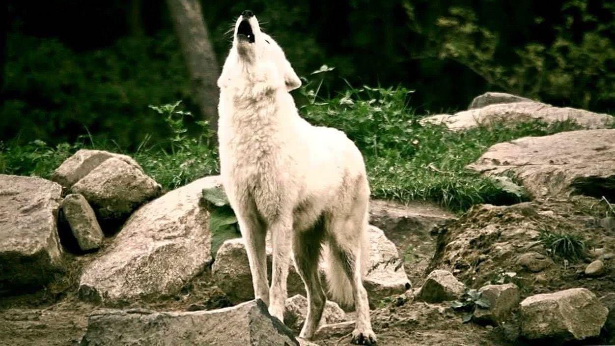 Wolves Howling Wallpapers - Top Free Wolves Howling Backgrounds ...