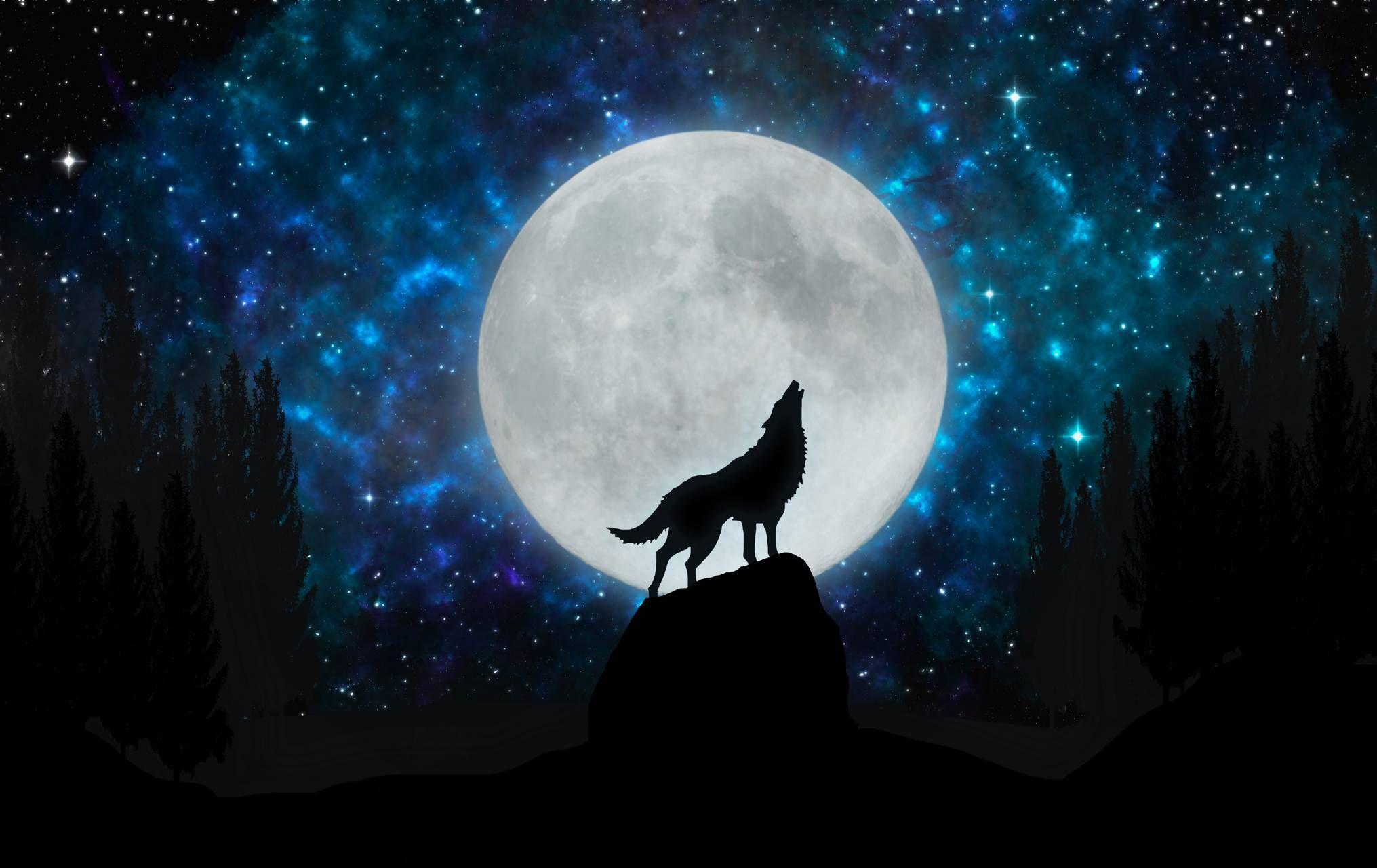 Wolves Howling Wallpapers - Top Free Wolves Howling Backgrounds ...