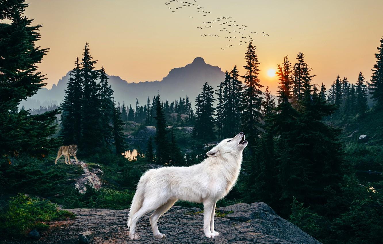 Wolves Howling Wallpapers Top Free Wolves Howling Backgrounds