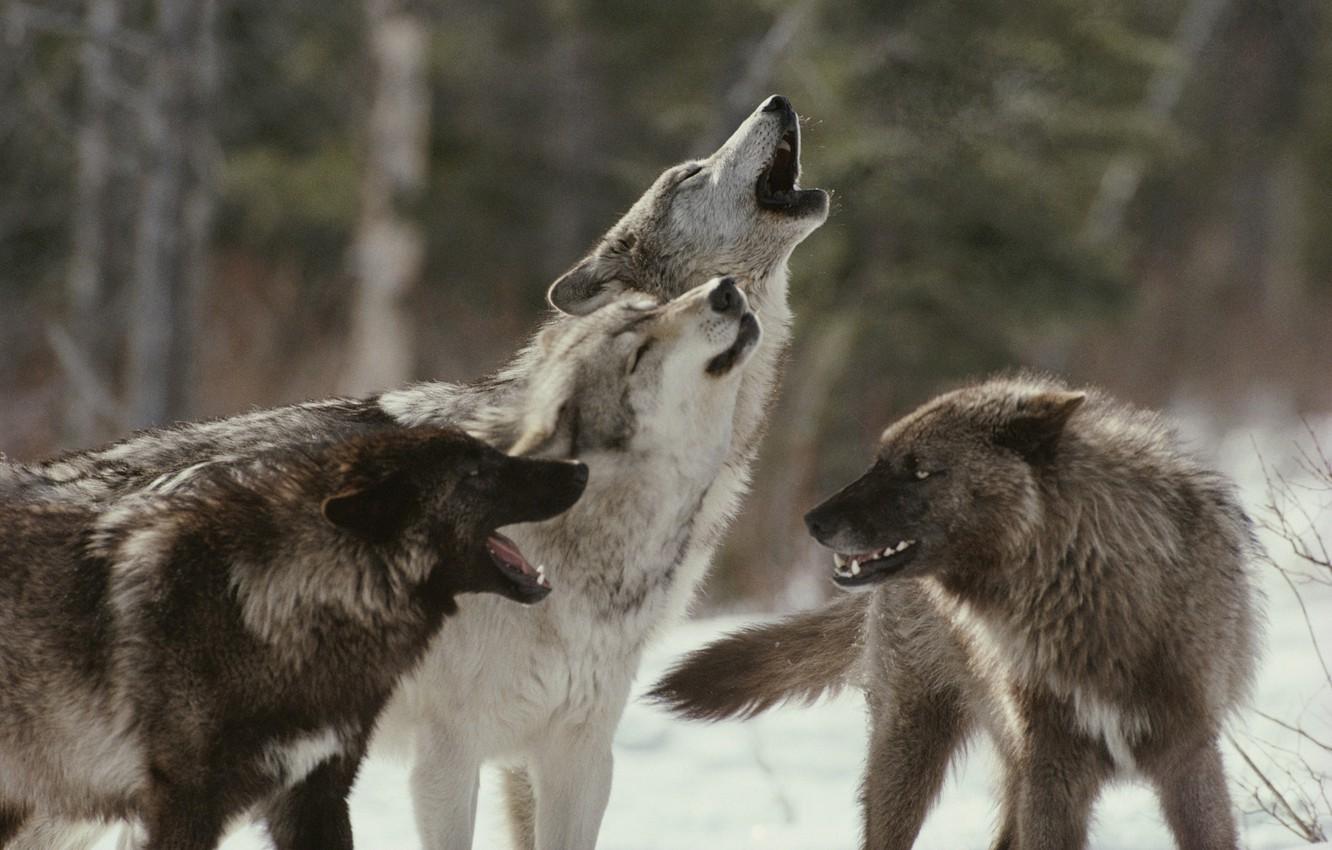 Wolves Howling Wallpapers - Top Free Wolves Howling Backgrounds ...