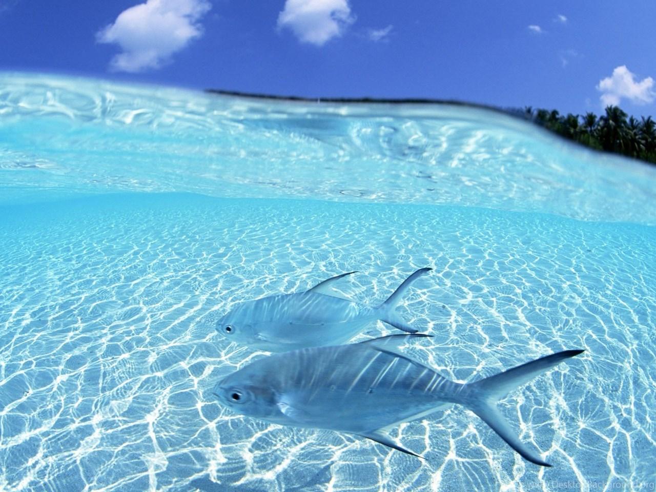 Windows 8 Fish Wallpapers - Top Free Windows 8 Fish Backgrounds ...