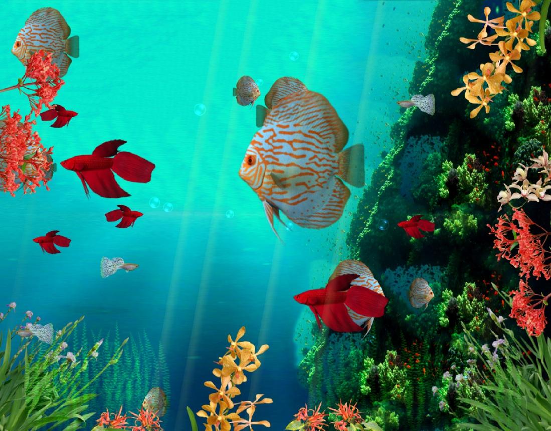 Windows 8 Fish Wallpapers - Top Free Windows 8 Fish Backgrounds ...