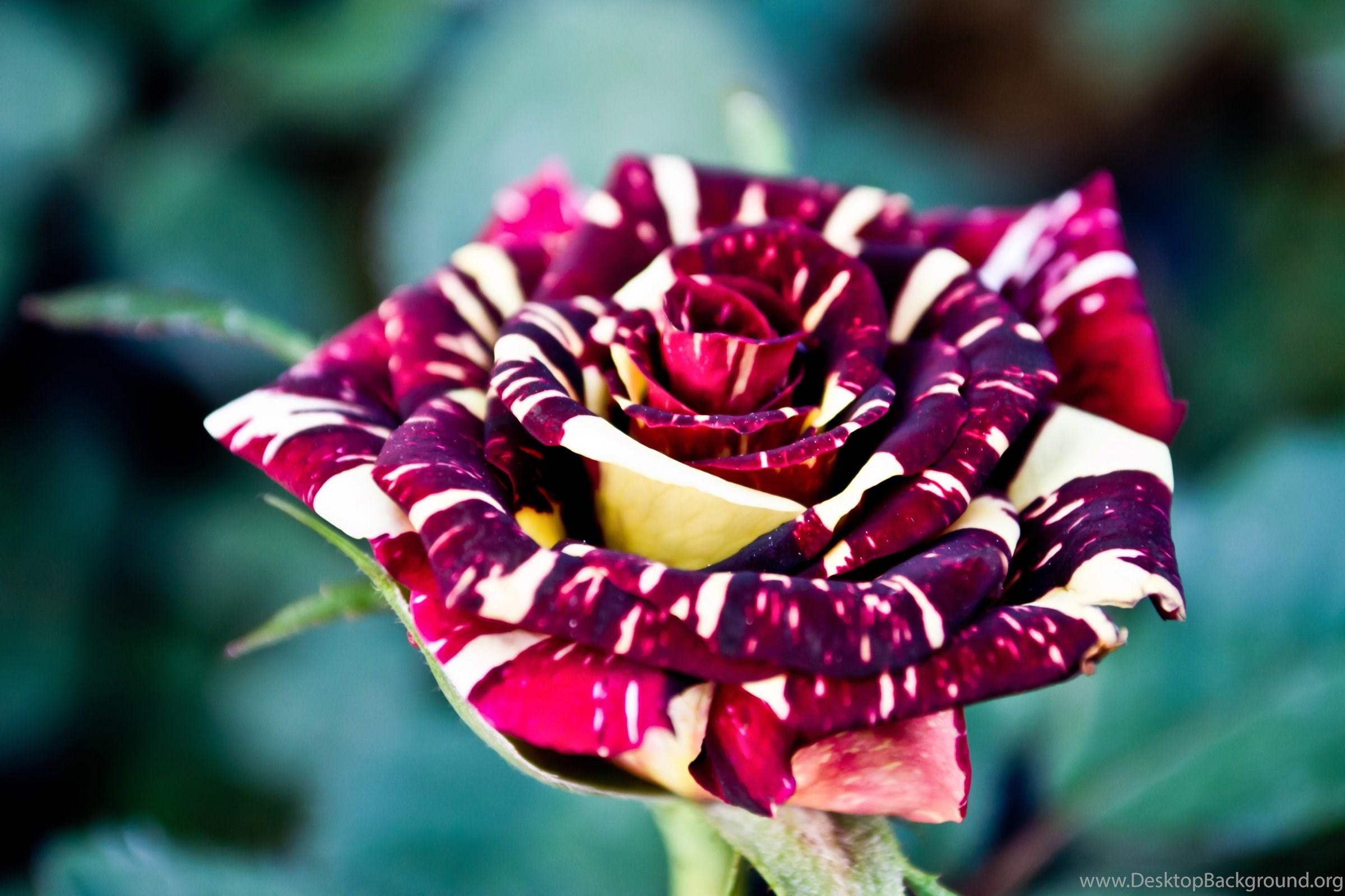 2400X1600 Contrast Wallpapers - Top Free 2400X1600 Contrast Backgrounds - WallpaperAccess