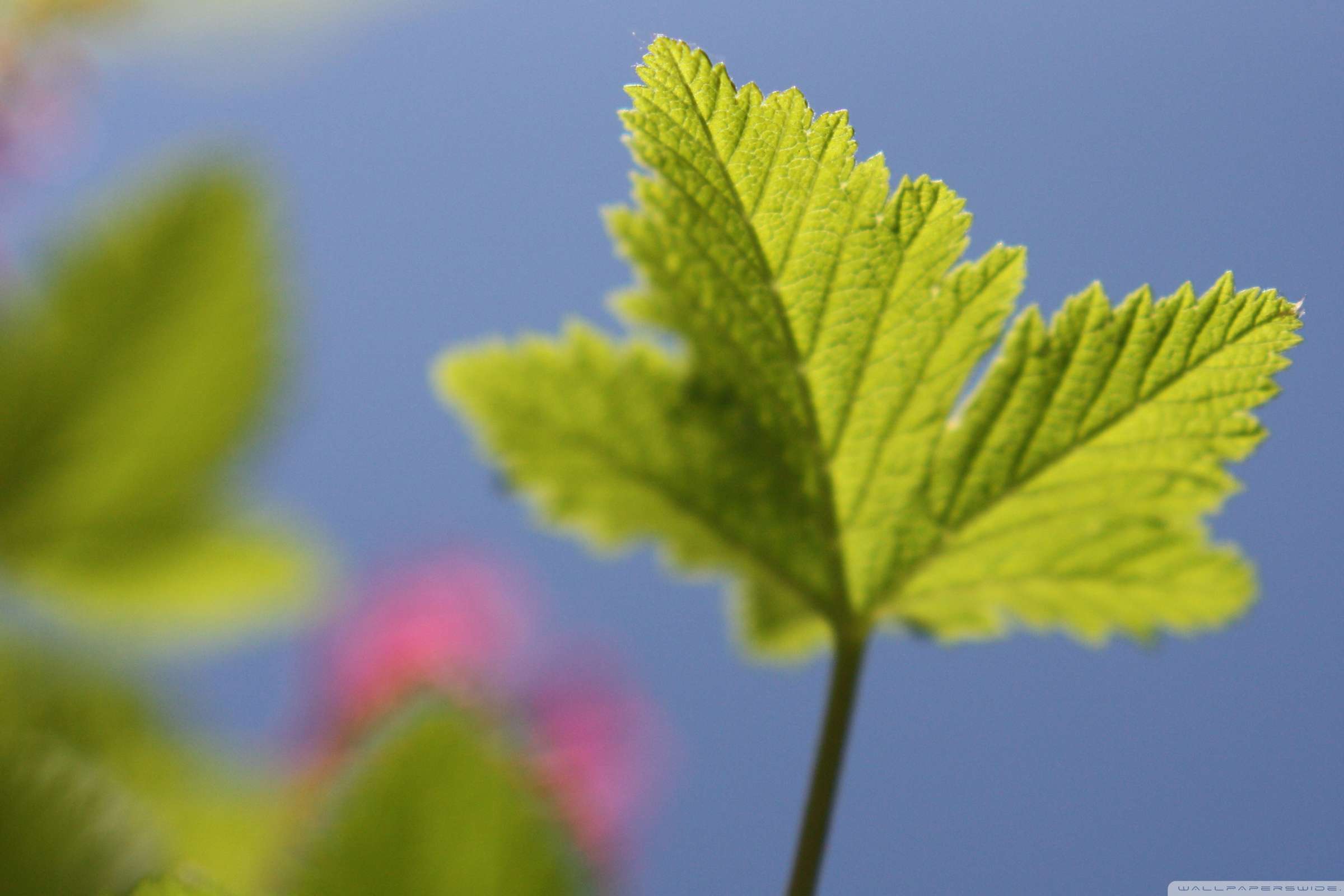 2400X1600 Contrast Wallpapers - Top Free 2400X1600 Contrast Backgrounds - WallpaperAccess