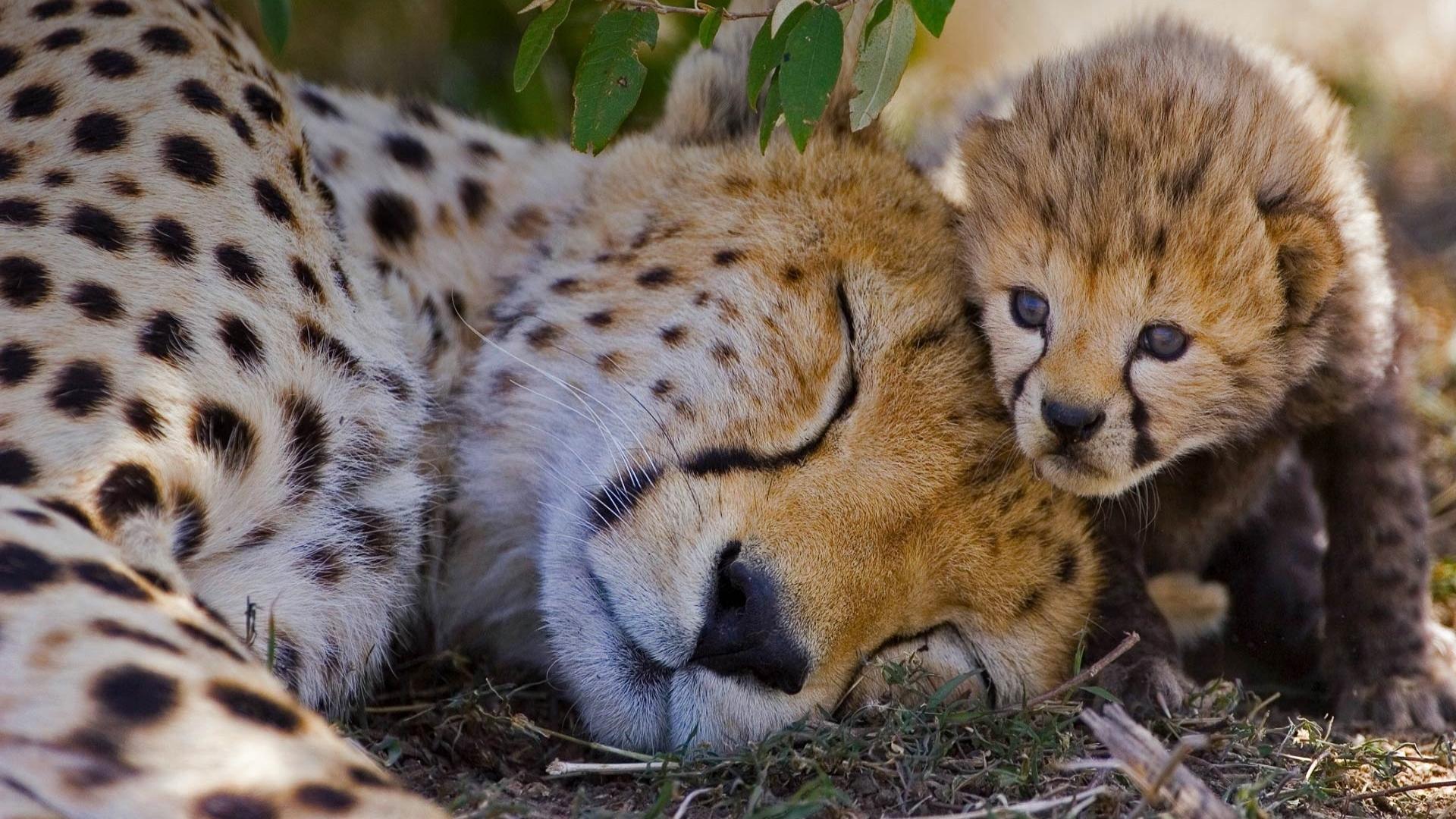 Cheetah Cubs 4K Wallpapers - Top Free Cheetah Cubs 4K Backgrounds ...