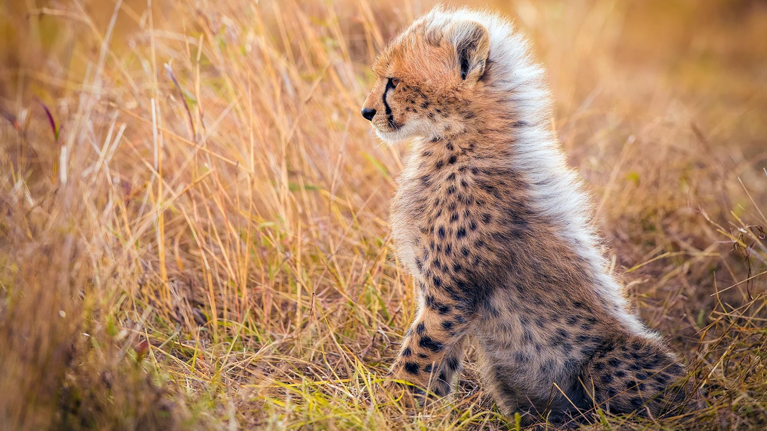 Cheetah Cubs 4K Wallpapers - Top Free Cheetah Cubs 4K Backgrounds ...