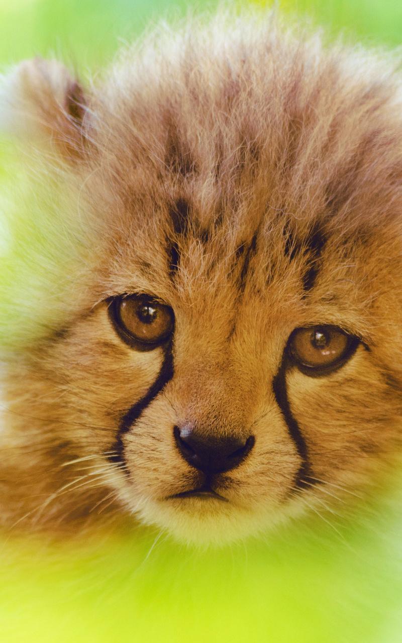 Cheetah Cubs 4K Wallpapers - Top Free Cheetah Cubs 4K Backgrounds ...