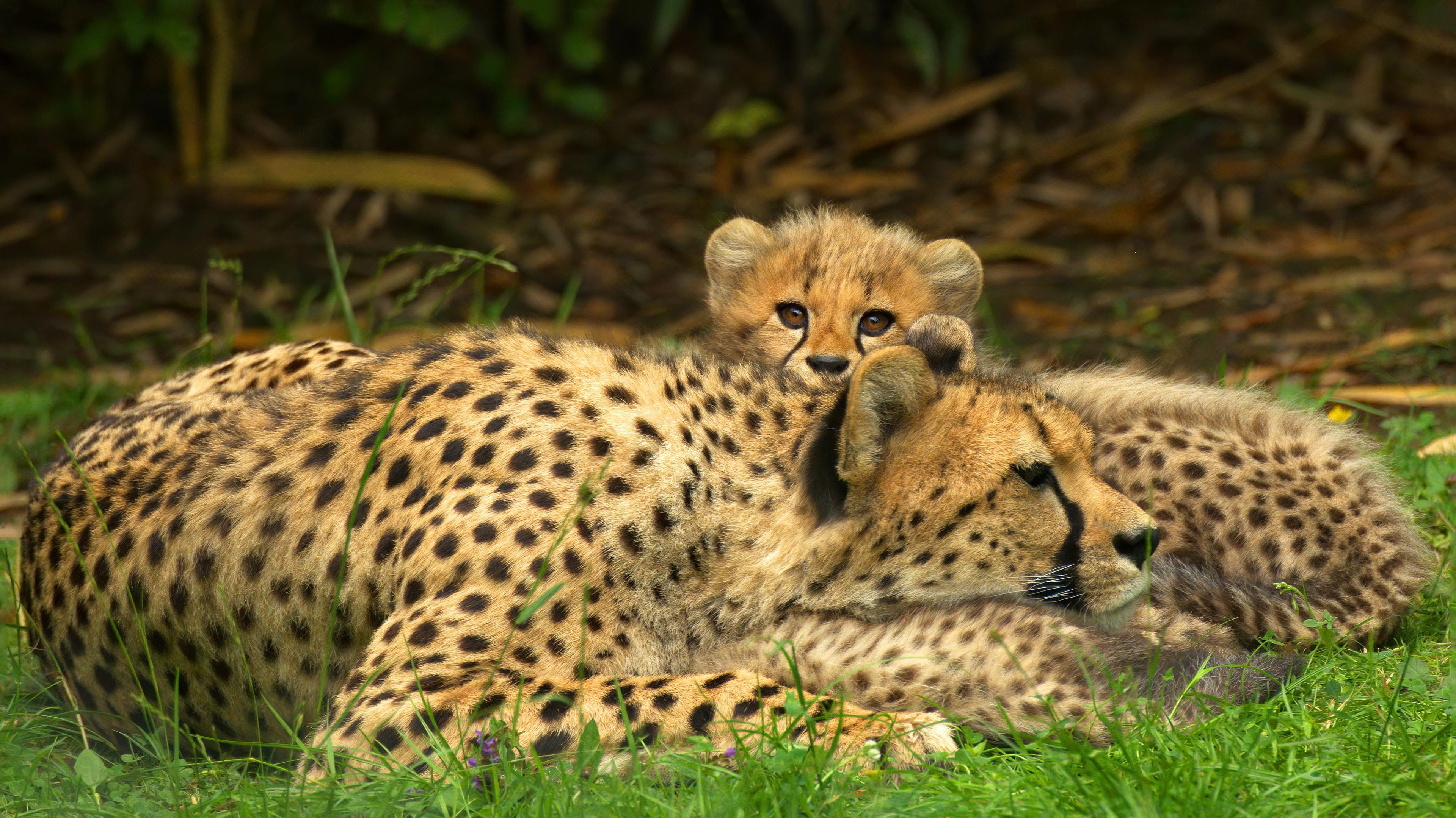 Cheetah Cubs 4K Wallpapers - Top Free Cheetah Cubs 4K Backgrounds ...