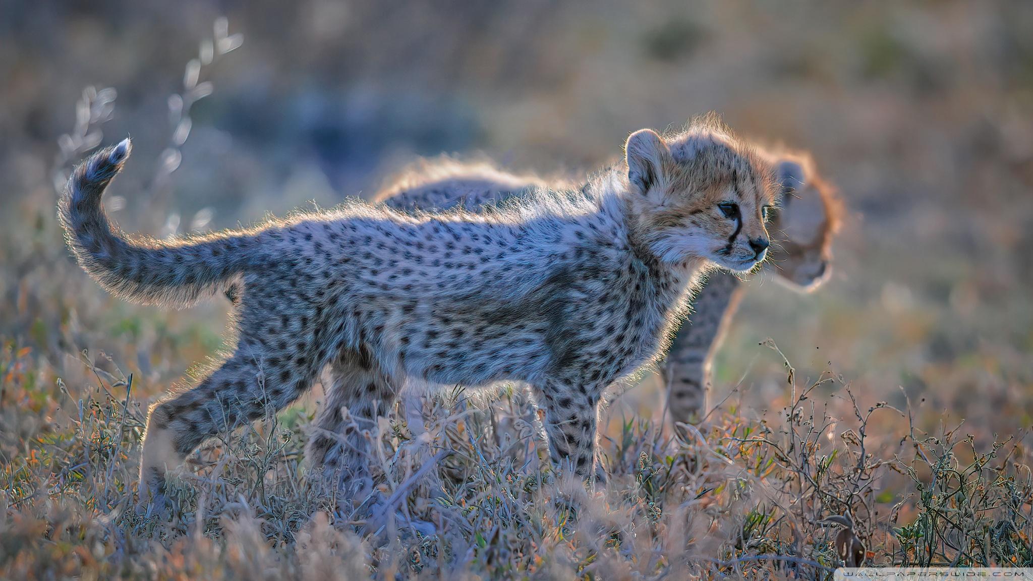 Cheetah Cubs 4K Wallpapers - Top Free Cheetah Cubs 4K Backgrounds ...