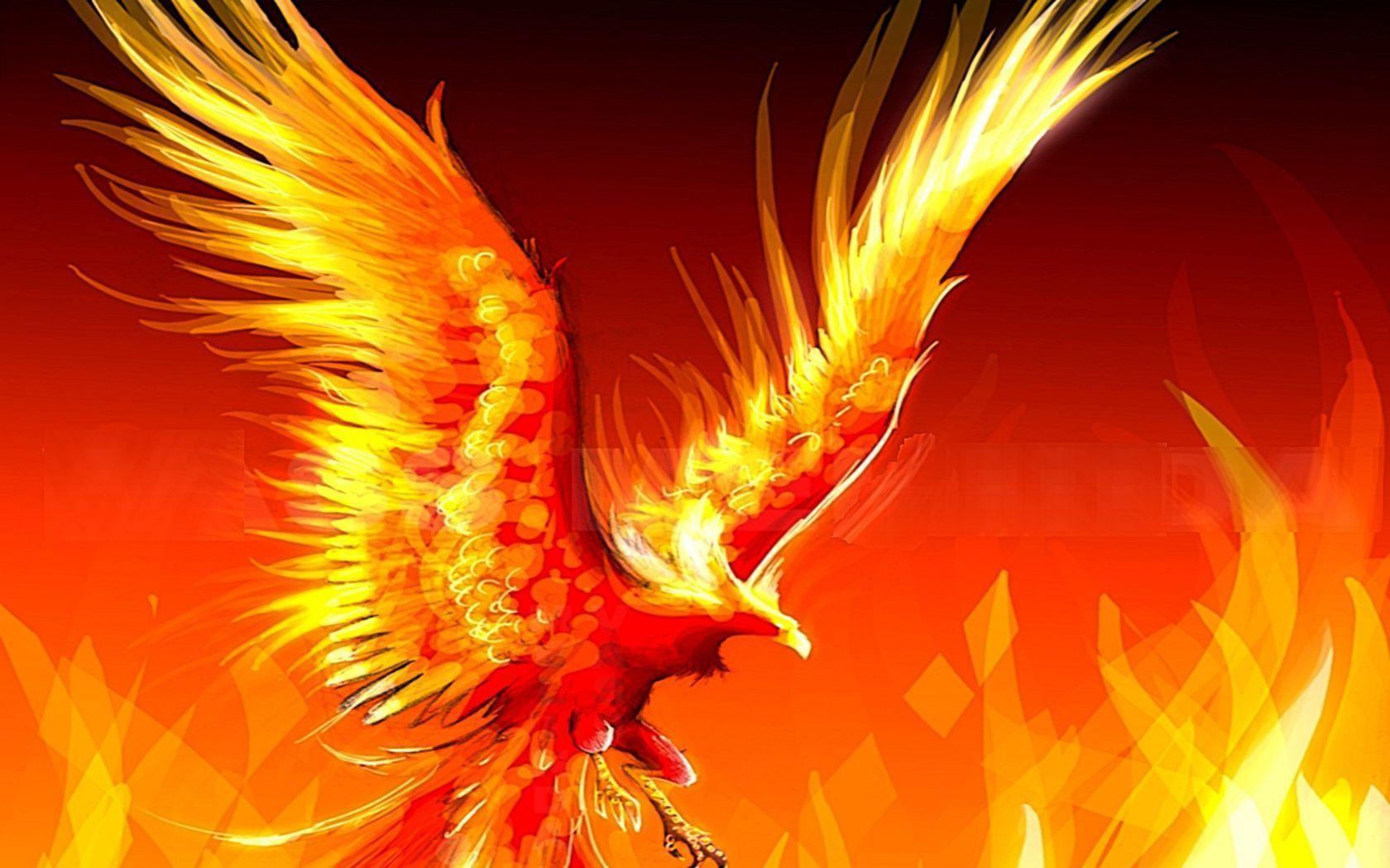 4K Phoenix Bird Wallpapers - Top Free 4K Phoenix Bird Backgrounds ...