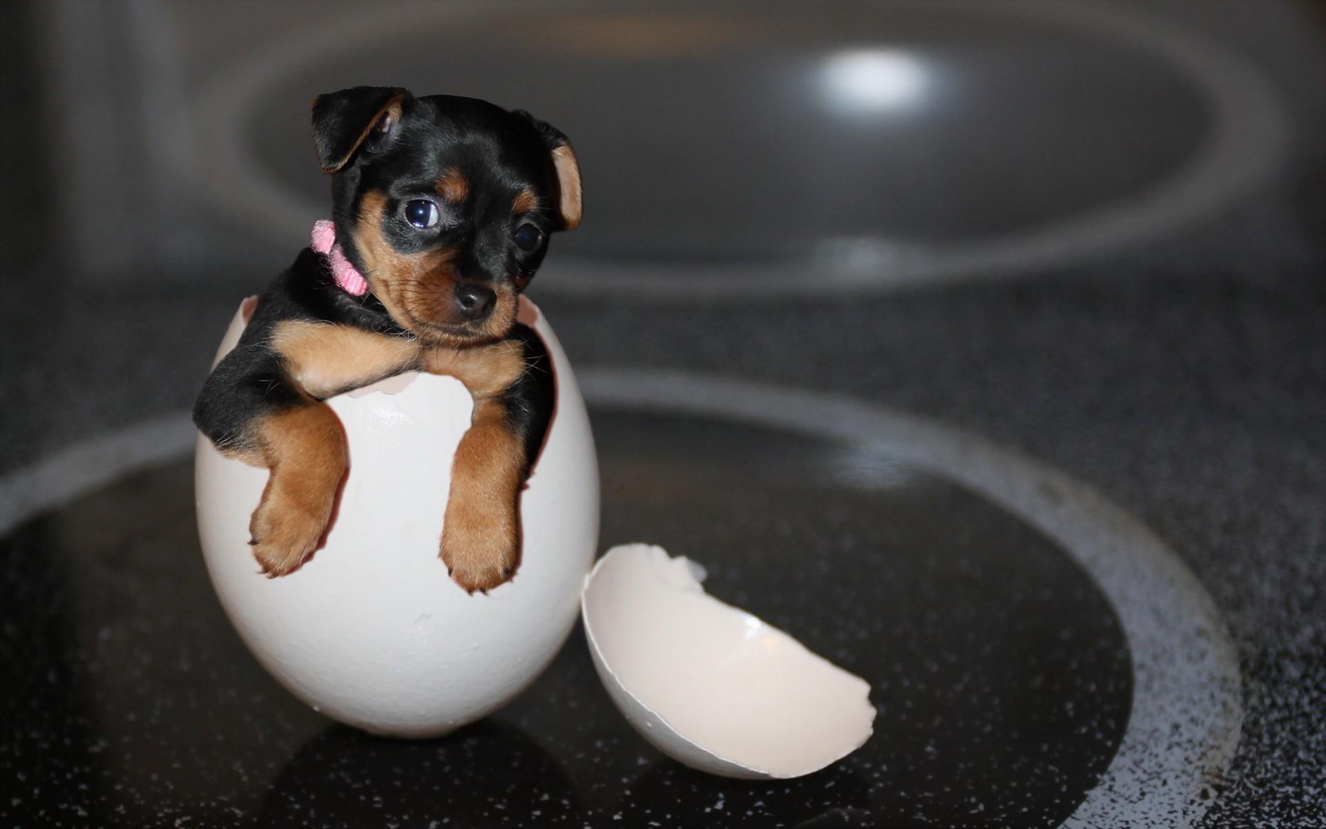 Egg Dog Wallpapers - Top Free Egg Dog Backgrounds - WallpaperAccess
