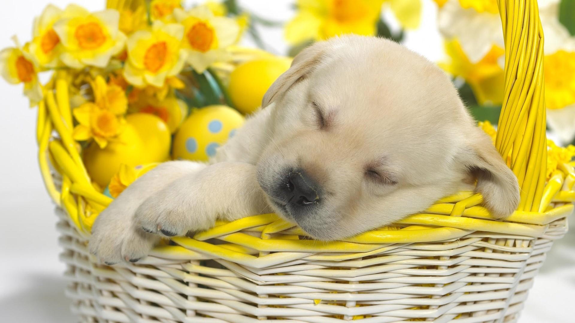 Easter iPad Wallpapers - Top Free Easter iPad Backgrounds - WallpaperAccess