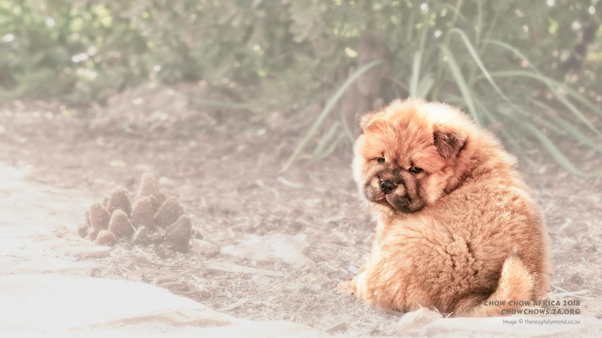 Chow Chow Puppies Wallpapers - Top Free Chow Chow Puppies Backgrounds ...