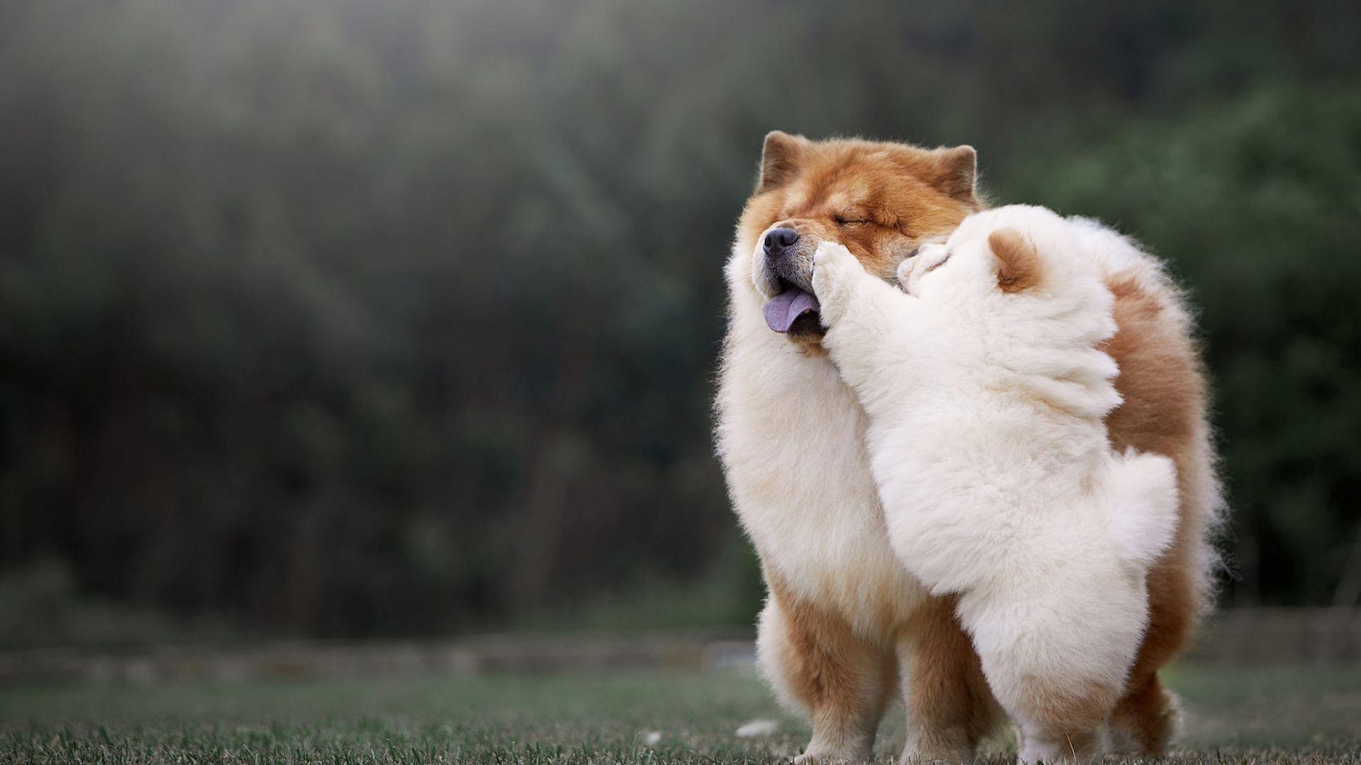 Cute Chow Chow Wallpapers - Top Free Cute Chow Chow Backgrounds ...