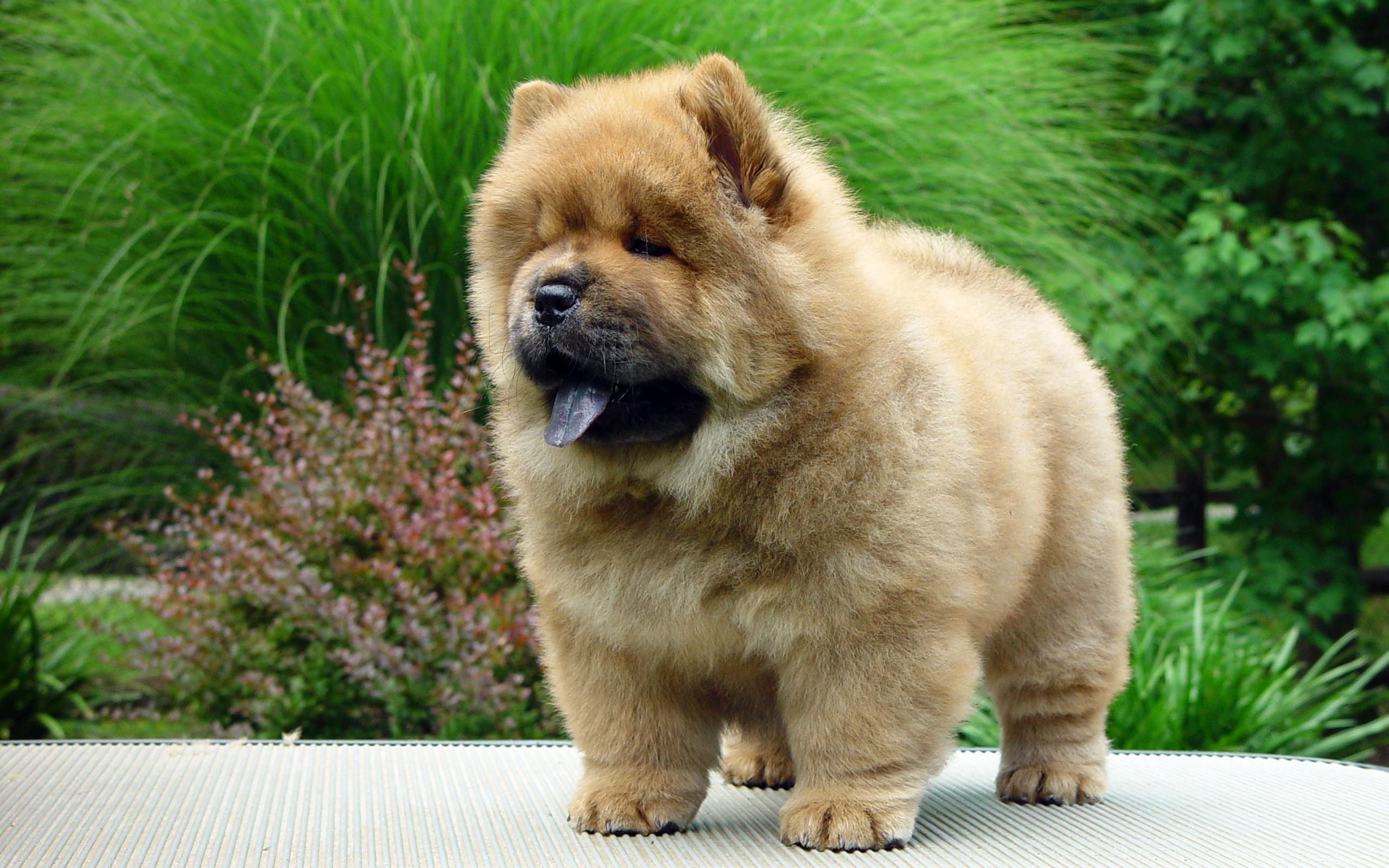 Chow Chow Puppies Wallpapers - Top Free Chow Chow Puppies Backgrounds ...