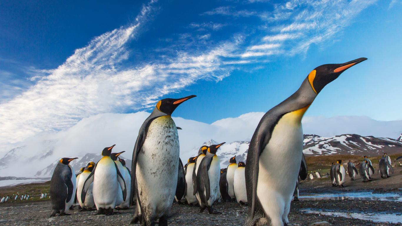 Penguin Laptop Wallpapers - Top Free Penguin Laptop Backgrounds ...
