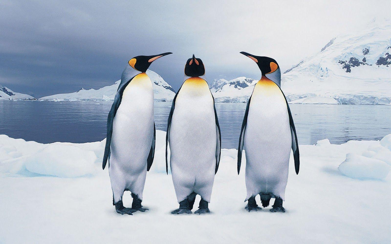 Penguin Laptop Wallpapers - Top Free Penguin Laptop Backgrounds ...
