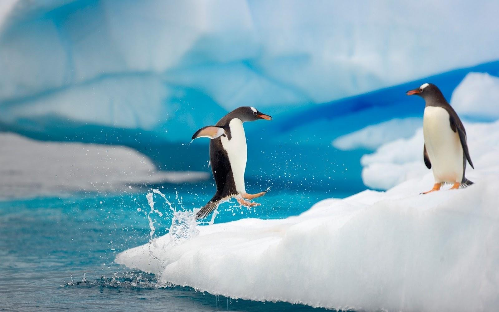 Penguin Laptop Wallpapers - Top Free Penguin Laptop Backgrounds ...