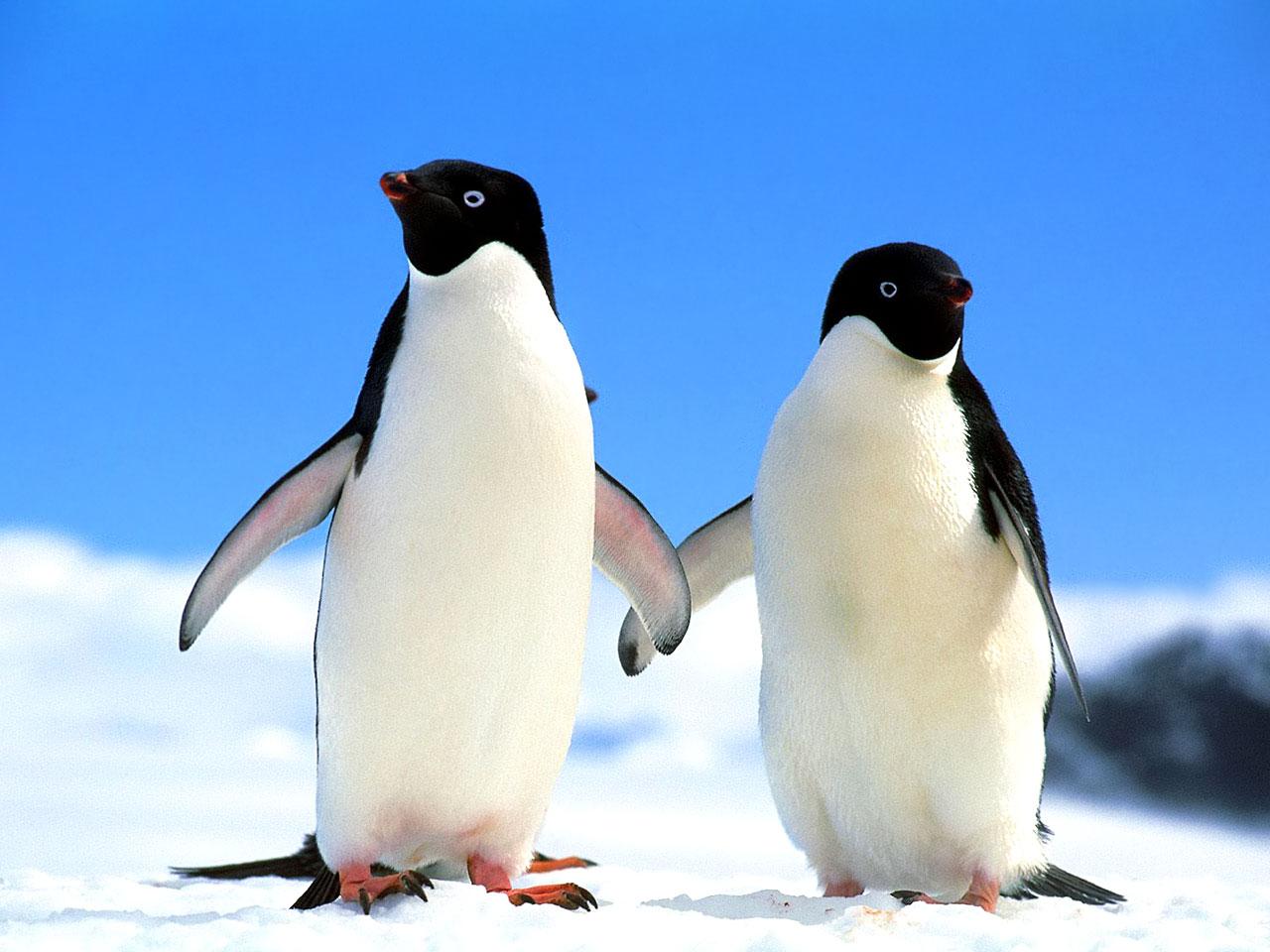 Penguin Laptop Wallpapers - Top Free Penguin Laptop Backgrounds ...