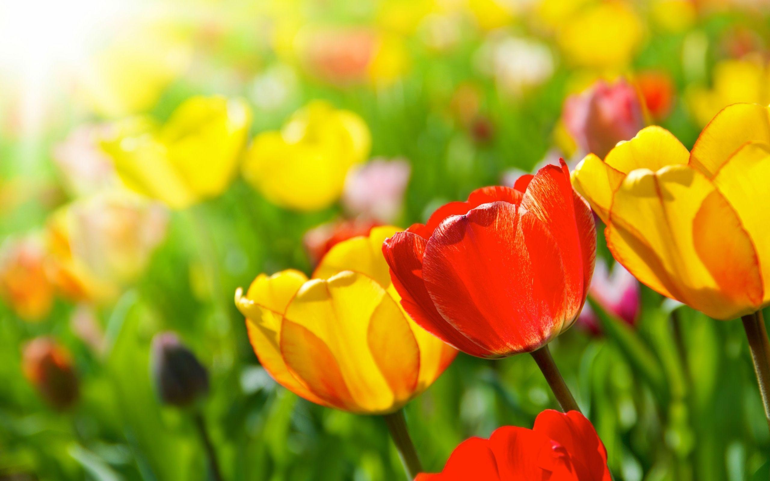 Bright Spring Flowers Desktop Wallpapers - Top Free Bright Spring ...