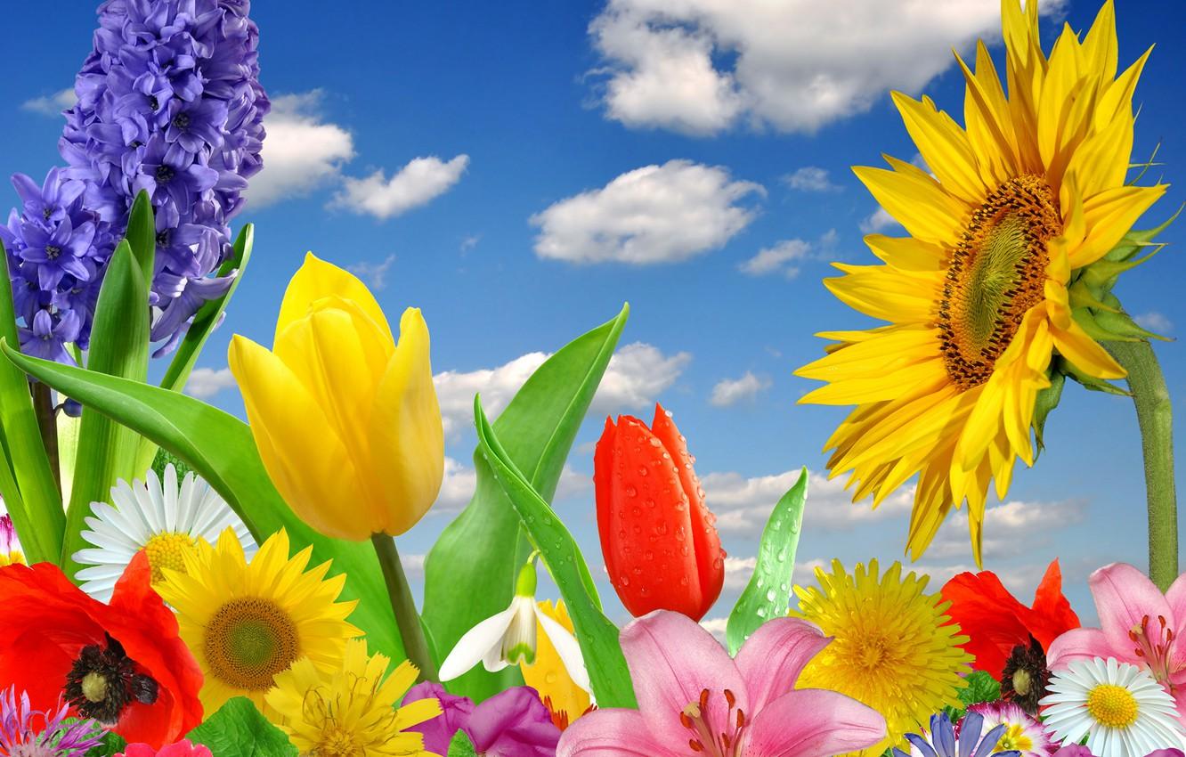 Bright Spring Flowers Desktop Wallpapers - Top Free Bright Spring ...