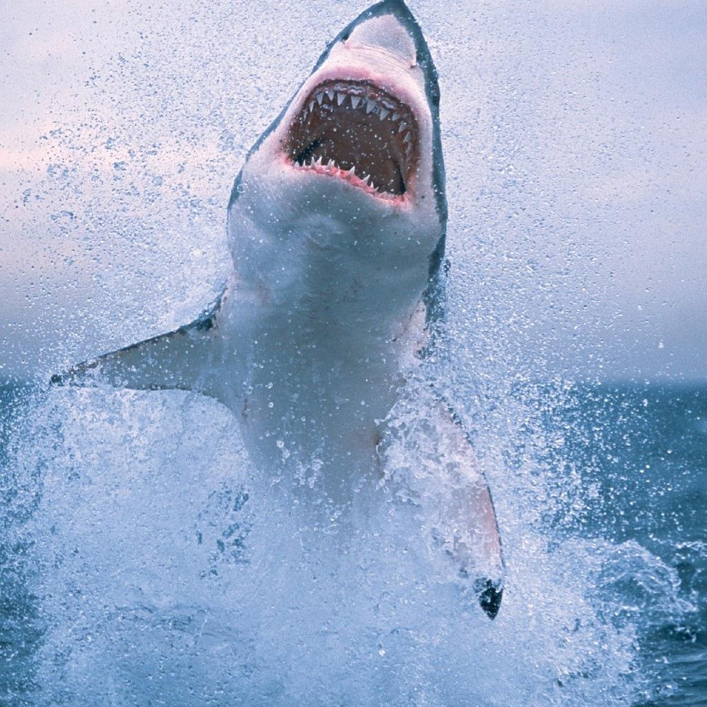 Shark iPad Wallpapers - Top Free Shark iPad Backgrounds - WallpaperAccess