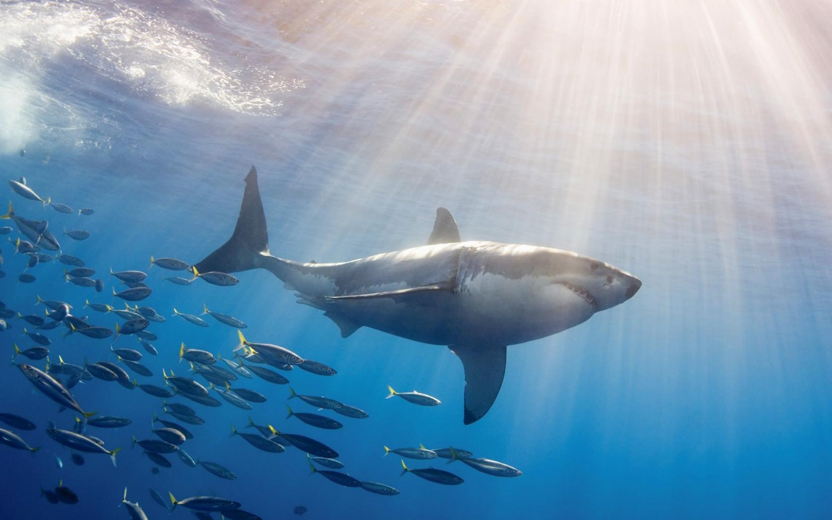 Shark iPad Wallpapers - Top Free Shark iPad Backgrounds - WallpaperAccess