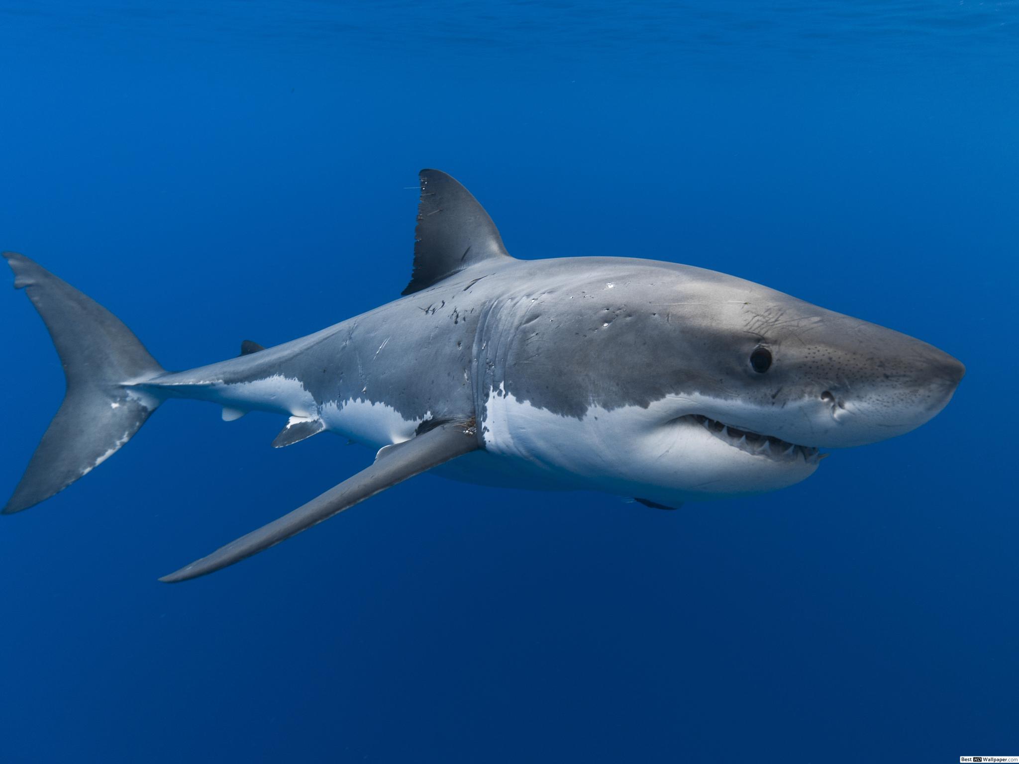 Shark iPad Wallpapers - Top Free Shark iPad Backgrounds - WallpaperAccess