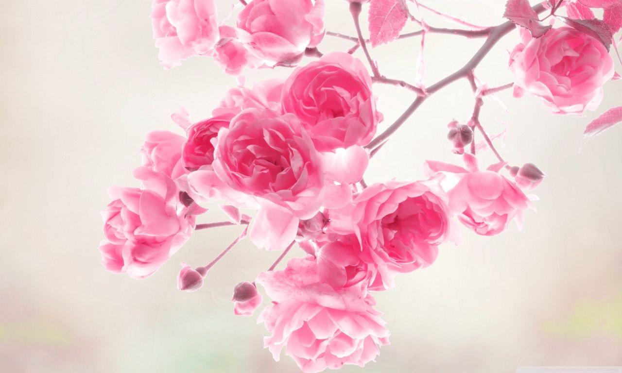 Pink Flower Cartoon Wallpapers - Top Free Pink Flower Cartoon ...