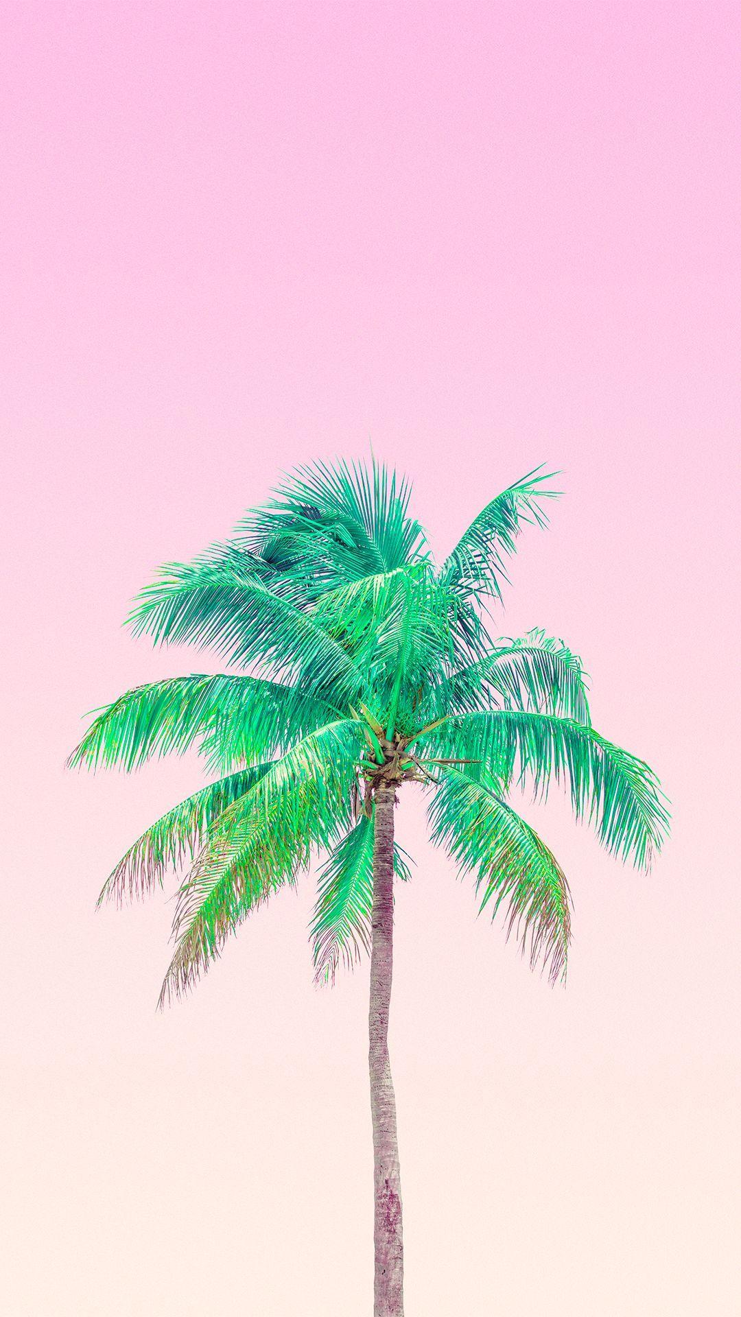 Cute Palm Tree Wallpapers - Top Free Cute Palm Tree Backgrounds ...