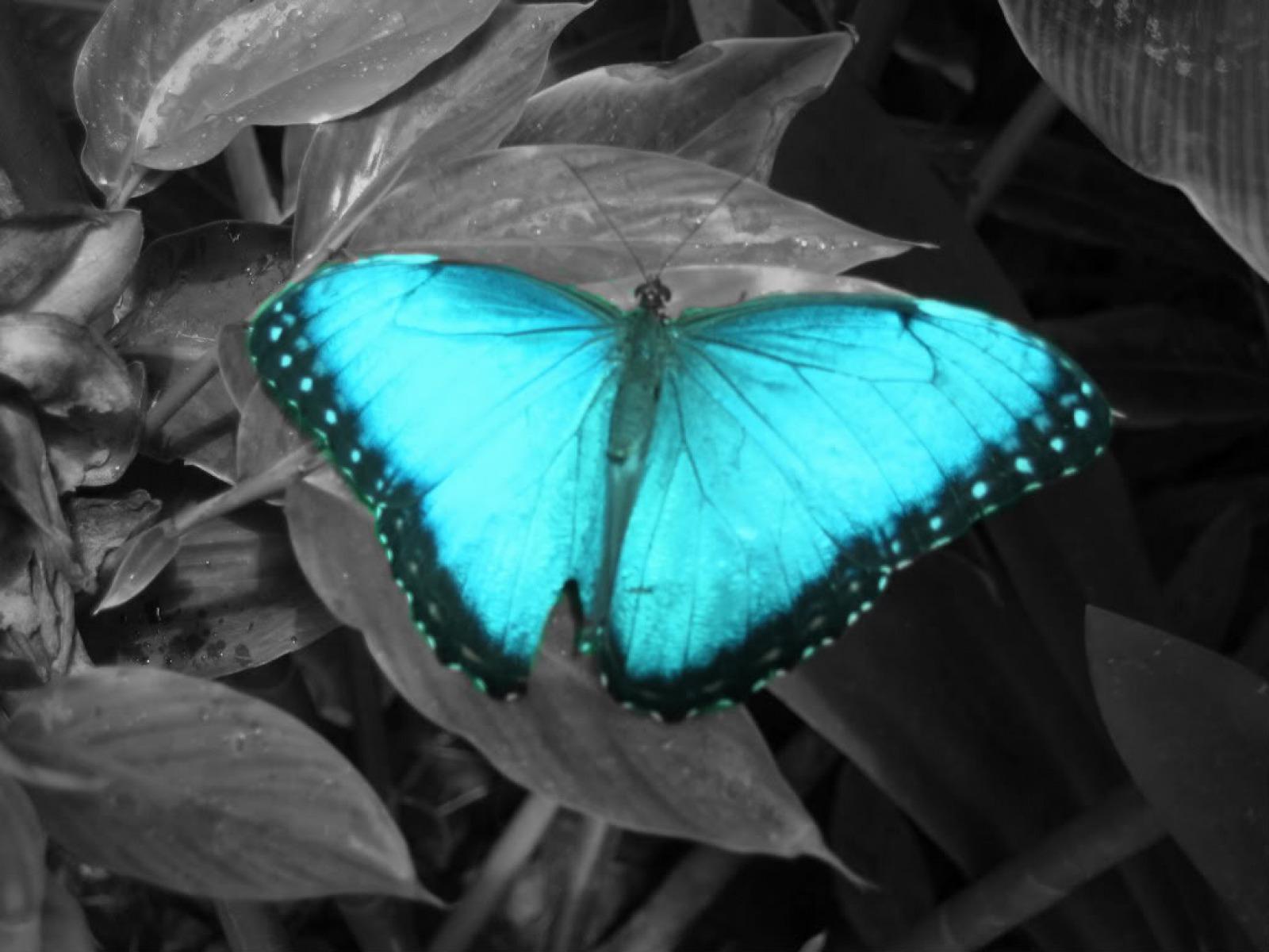 Light Butterfly Wallpapers - Top Free Light Butterfly Backgrounds ...