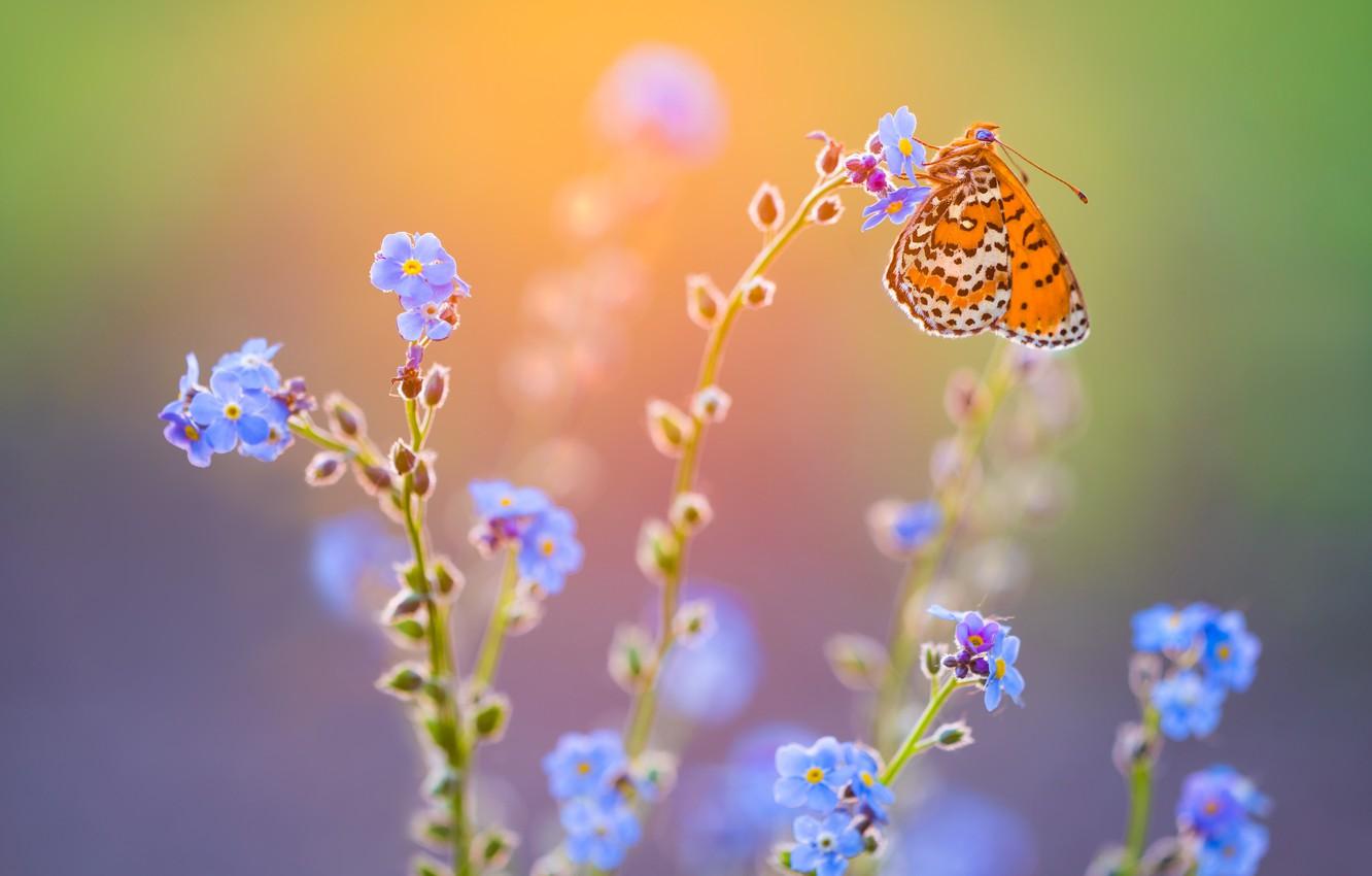 Light Butterfly Wallpapers - Top Free Light Butterfly Backgrounds ...