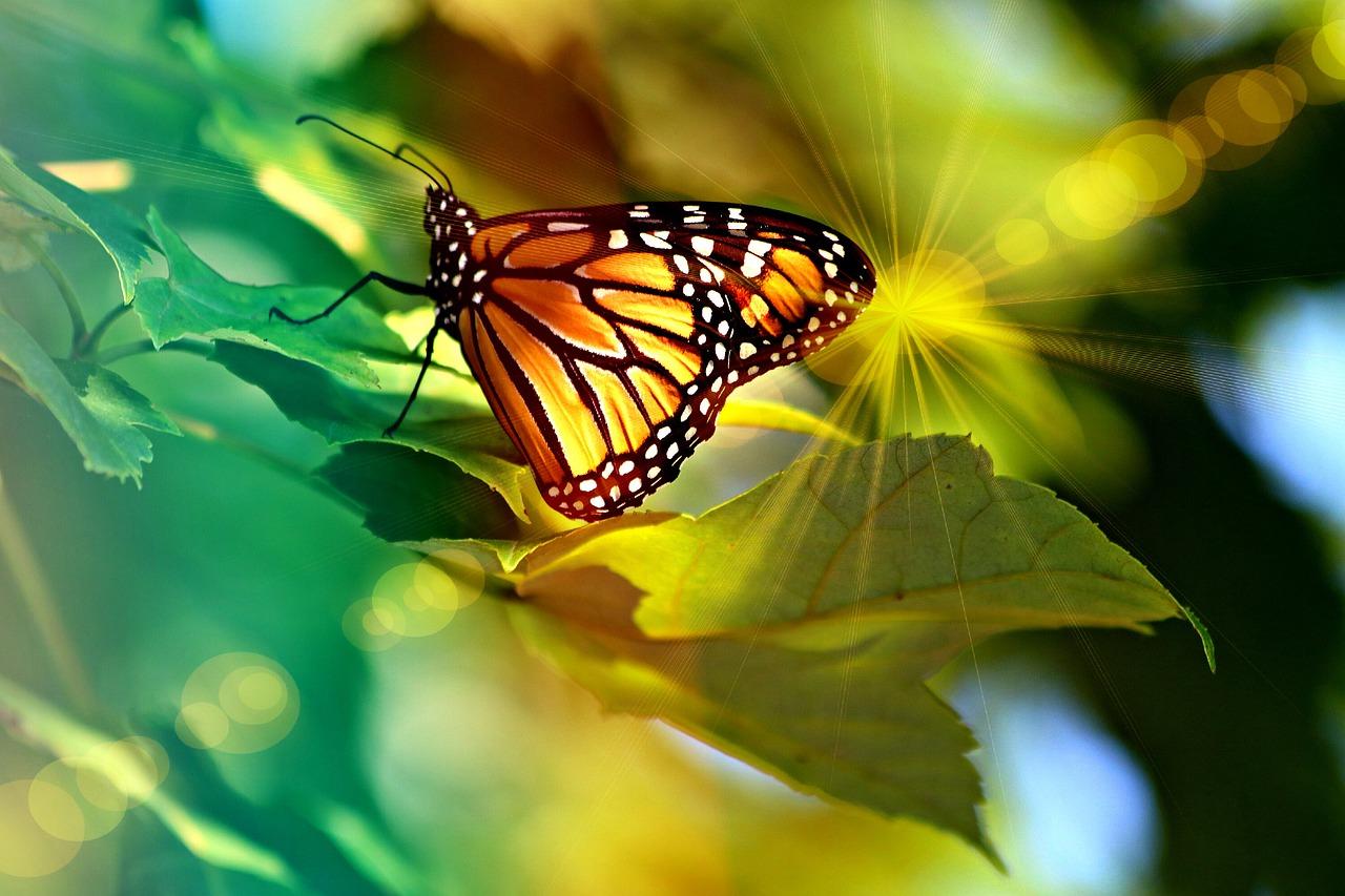 Light Butterfly Wallpapers - Top Free Light Butterfly Backgrounds ...