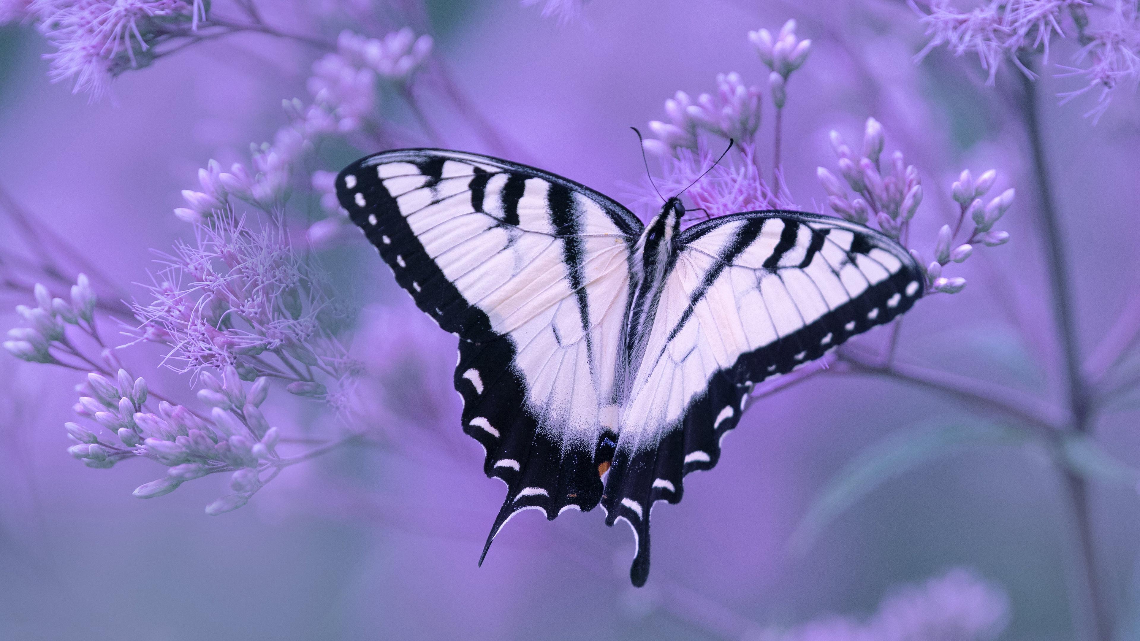 Light Butterfly Wallpapers - Top Free Light Butterfly Backgrounds ...