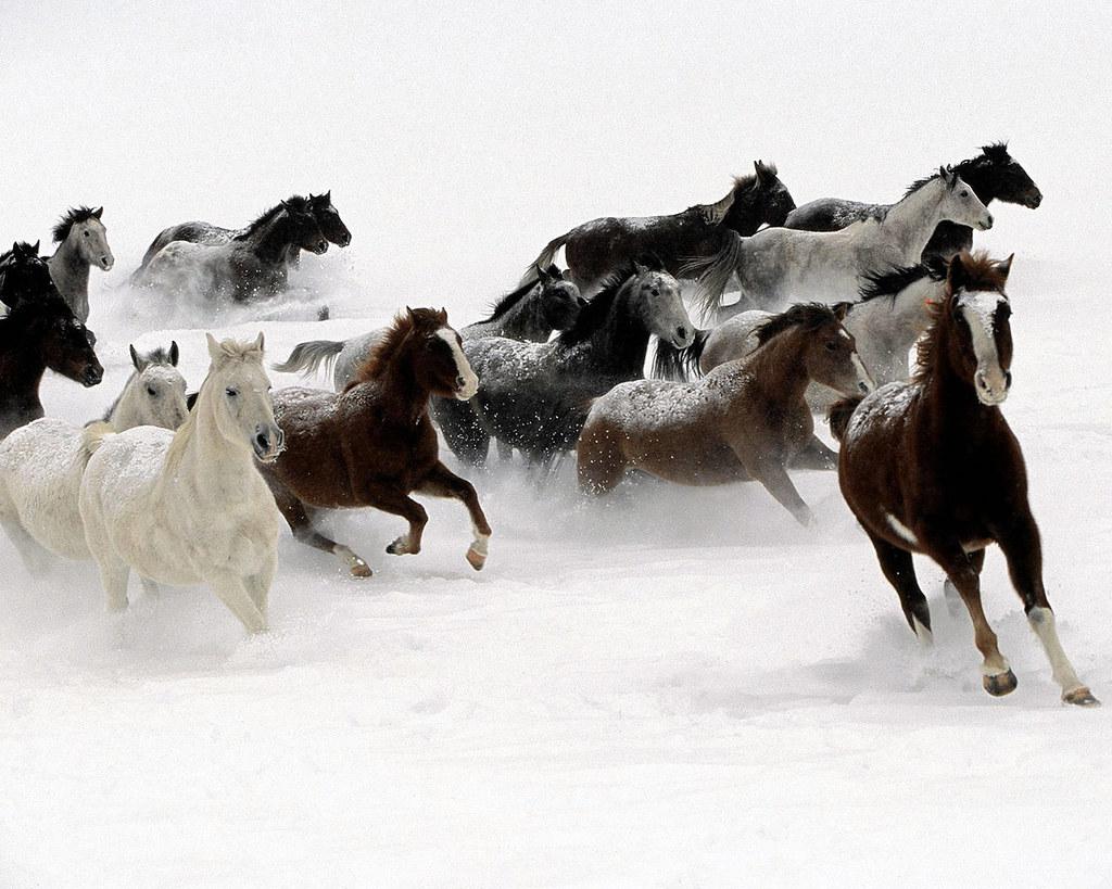 Galloping Horse Wallpapers - Top Free Galloping Horse Backgrounds ...