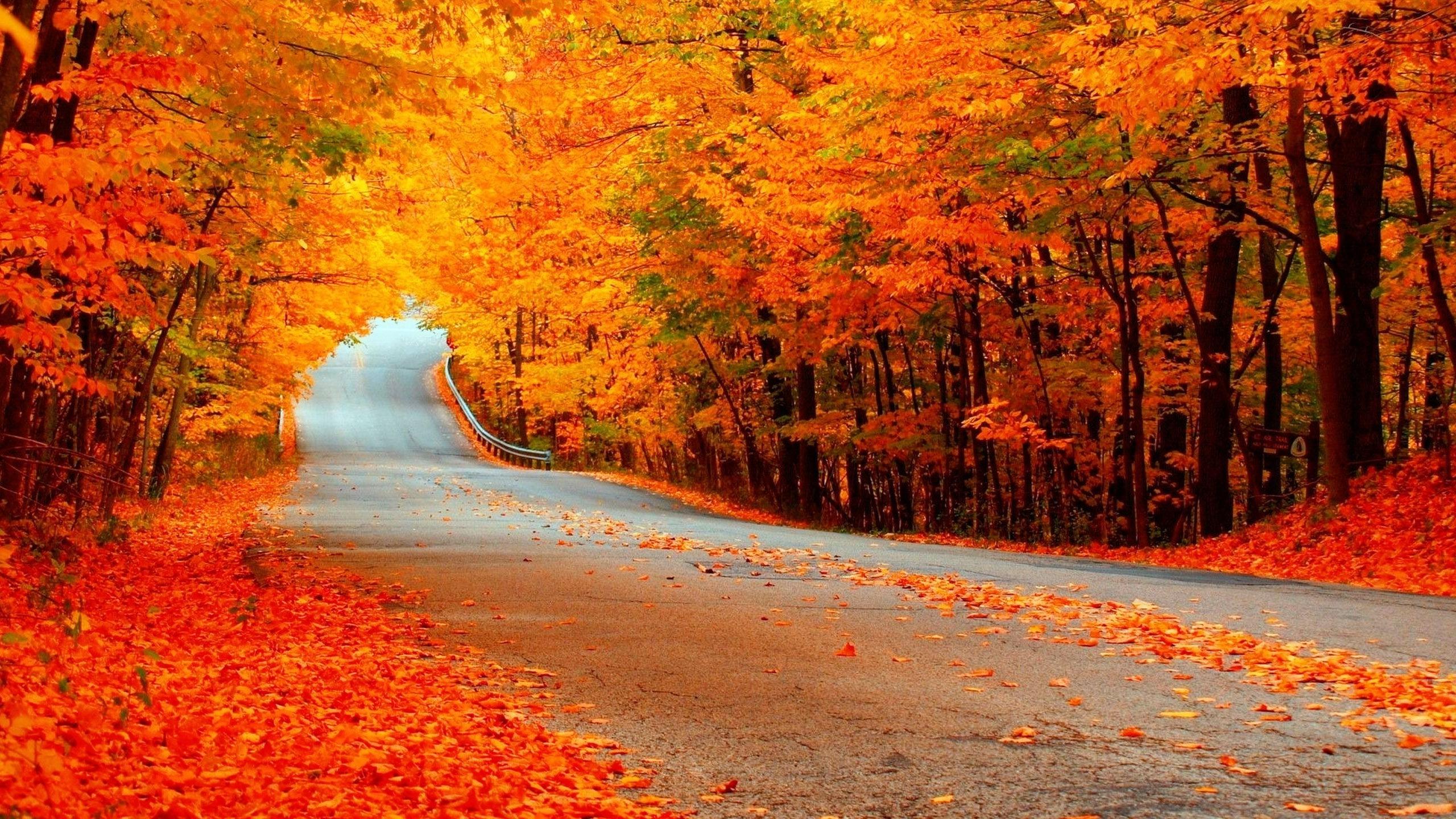 Nature Road Wallpapers - Top Free Nature Road Backgrounds - WallpaperAccess