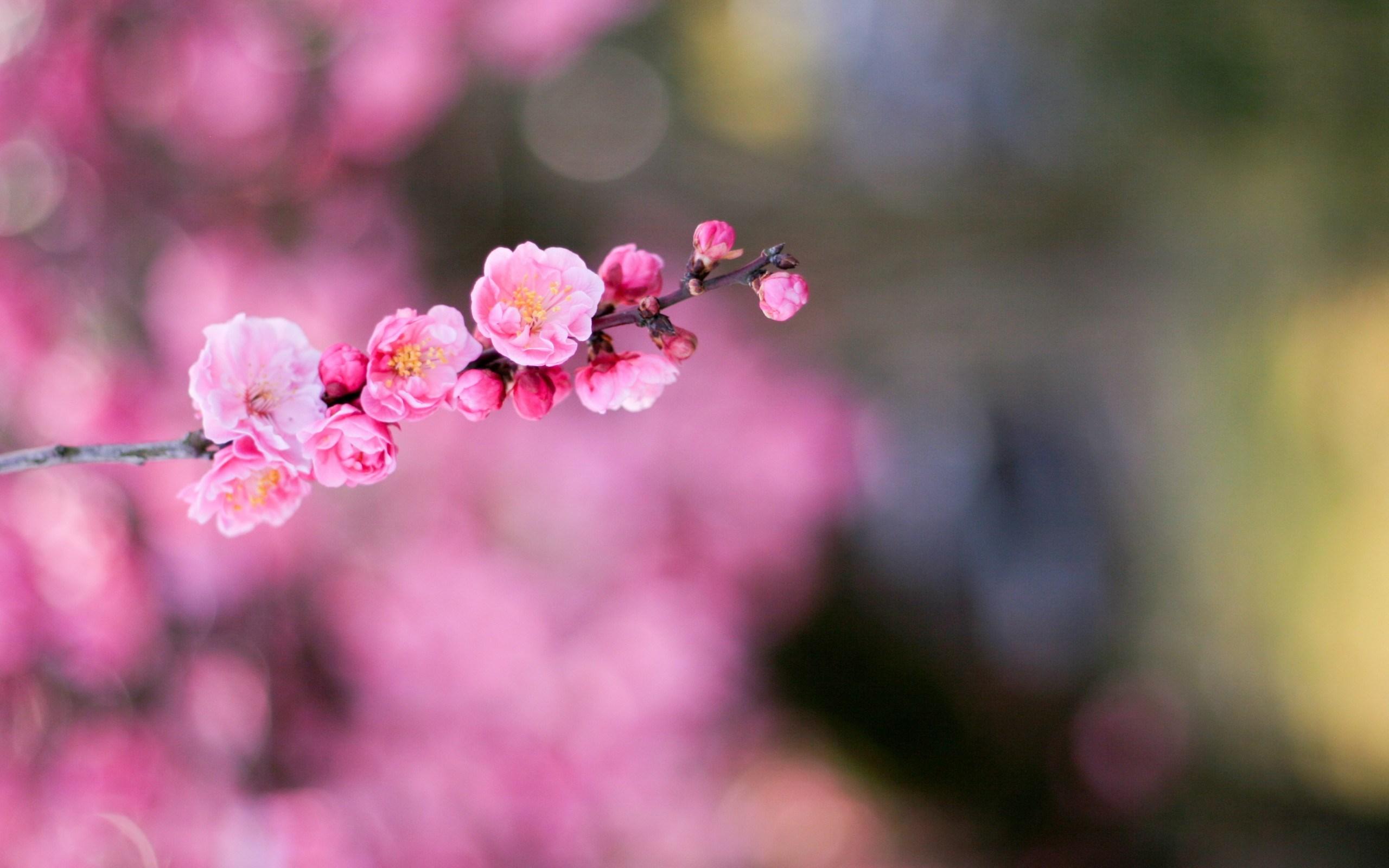 Bokeh Flower Wallpapers - Top Free Bokeh Flower Backgrounds ...