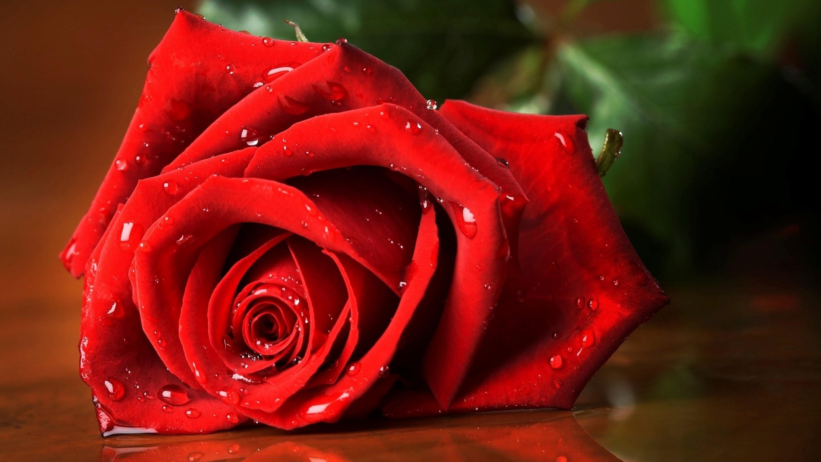 Bokeh Flower Wallpapers - Top Free Bokeh Flower Backgrounds ...